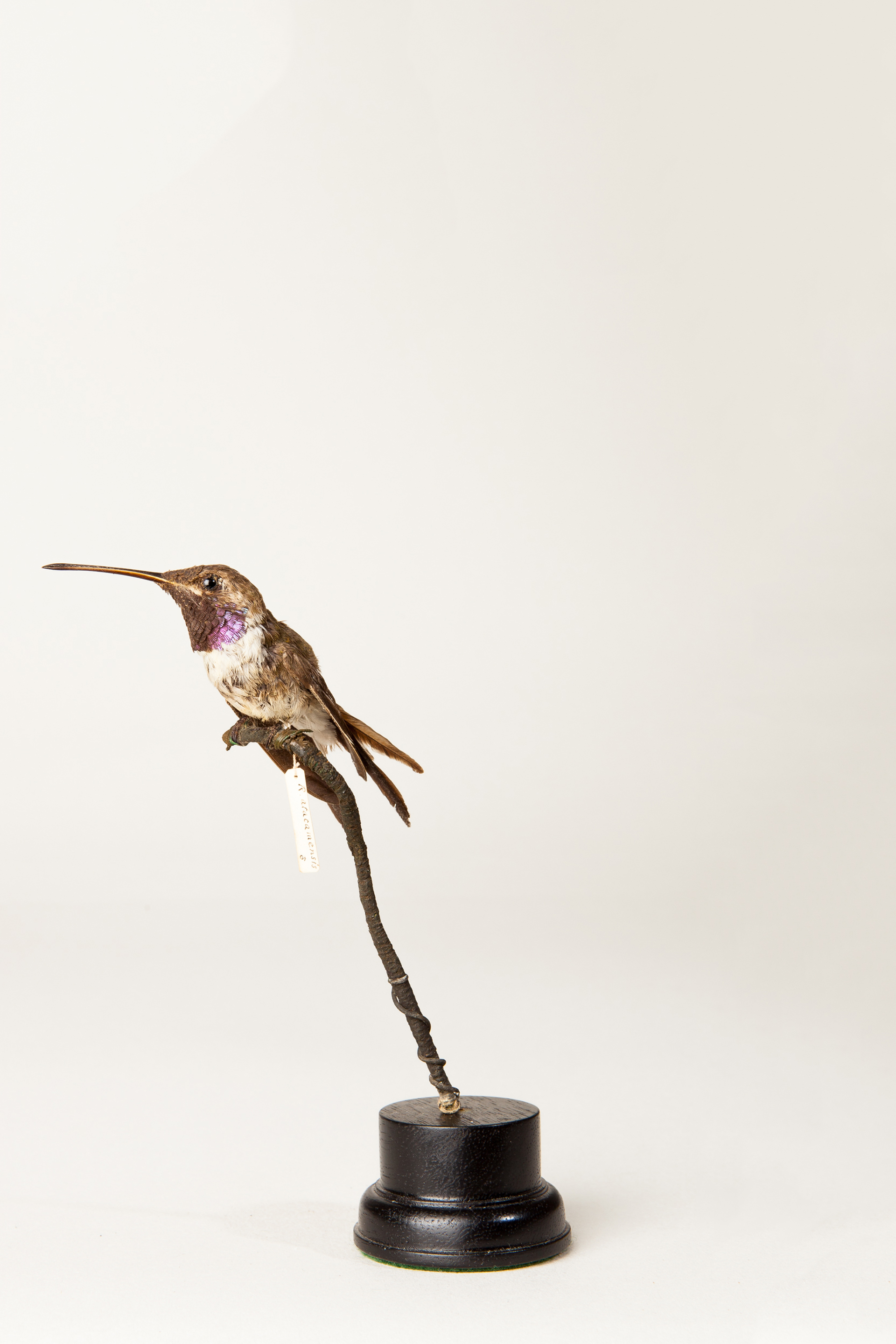 Taxidermy Oasis hummingbird
