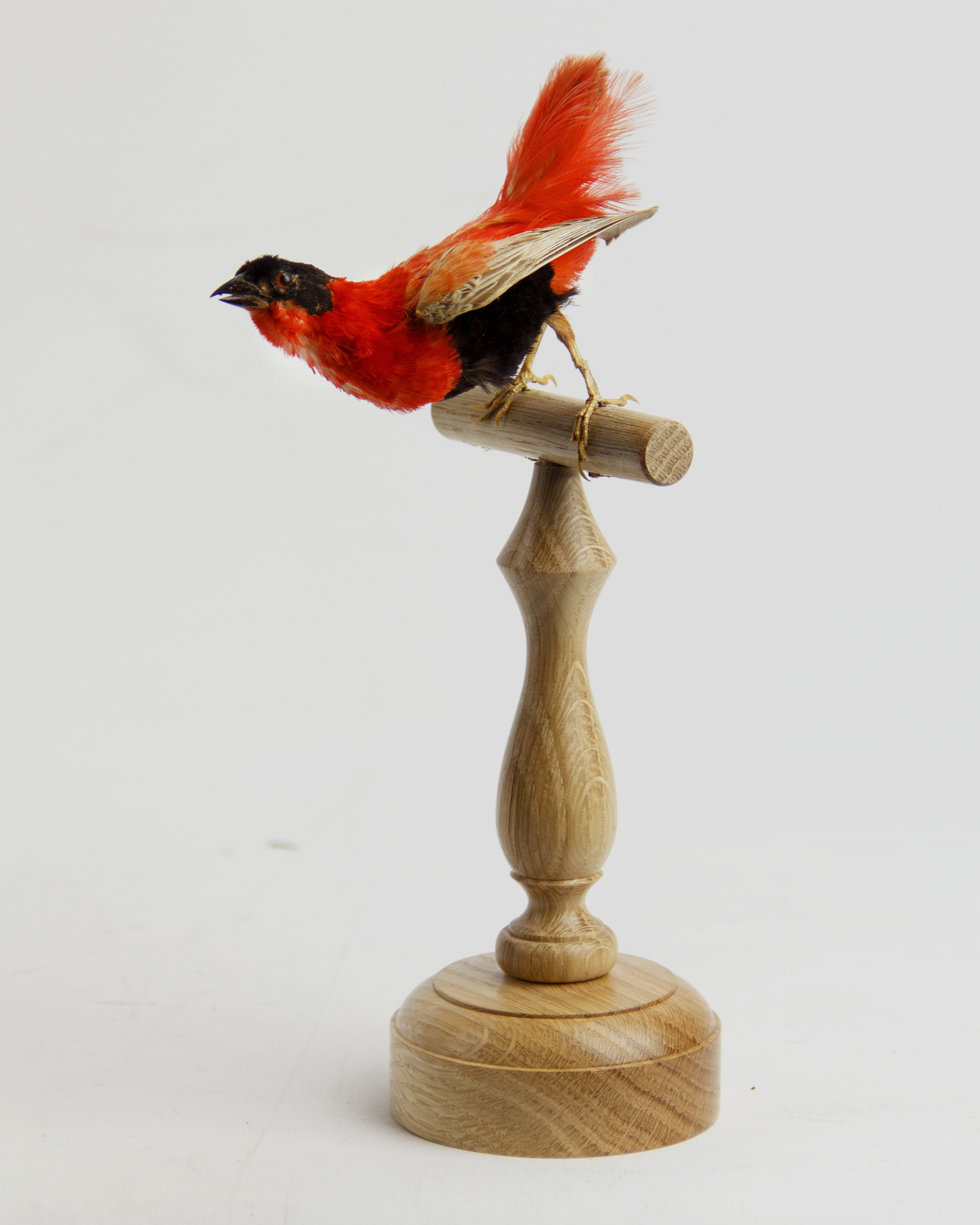 Taxidermy Orange bishop