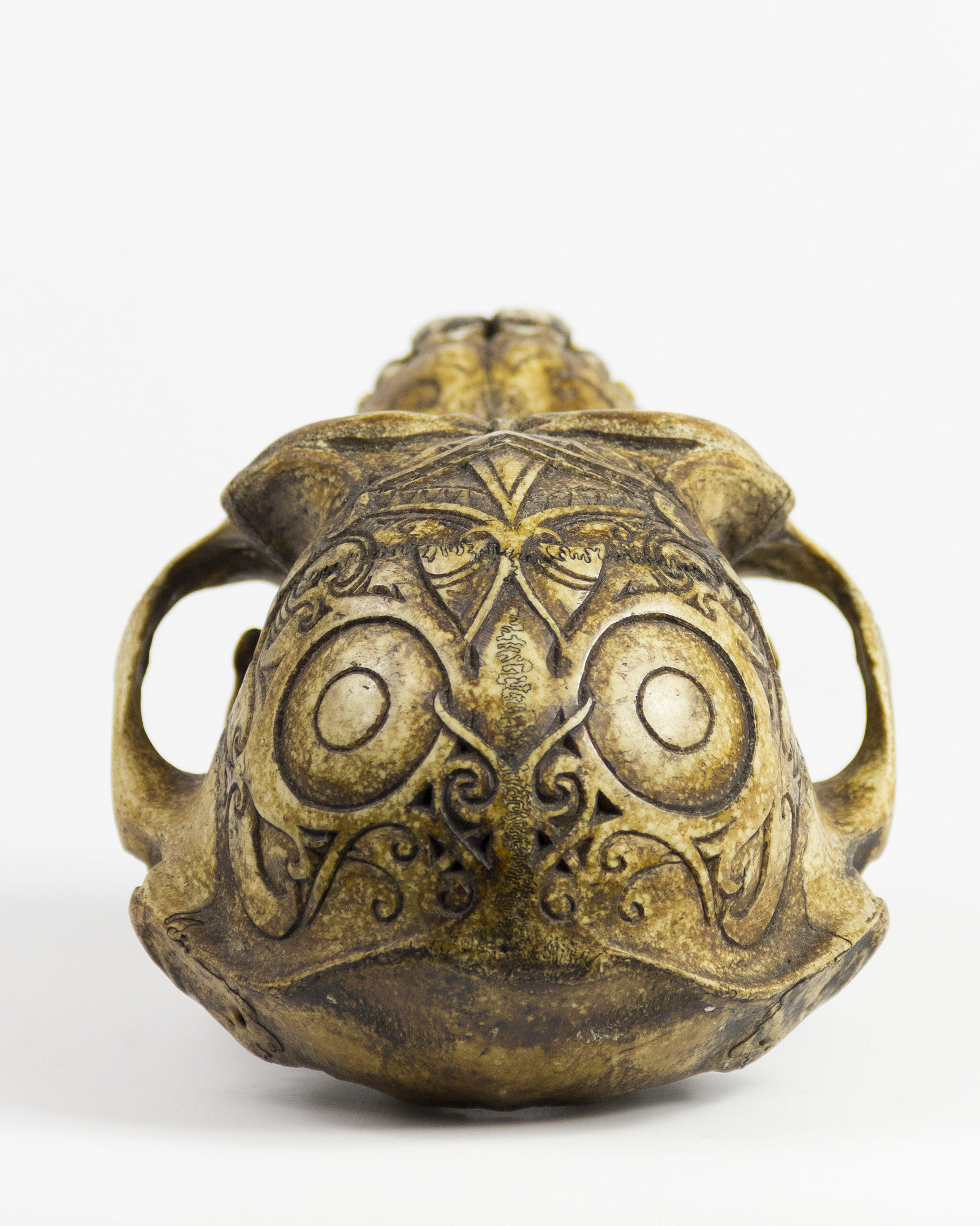 Taxidermy Orangutan Skull