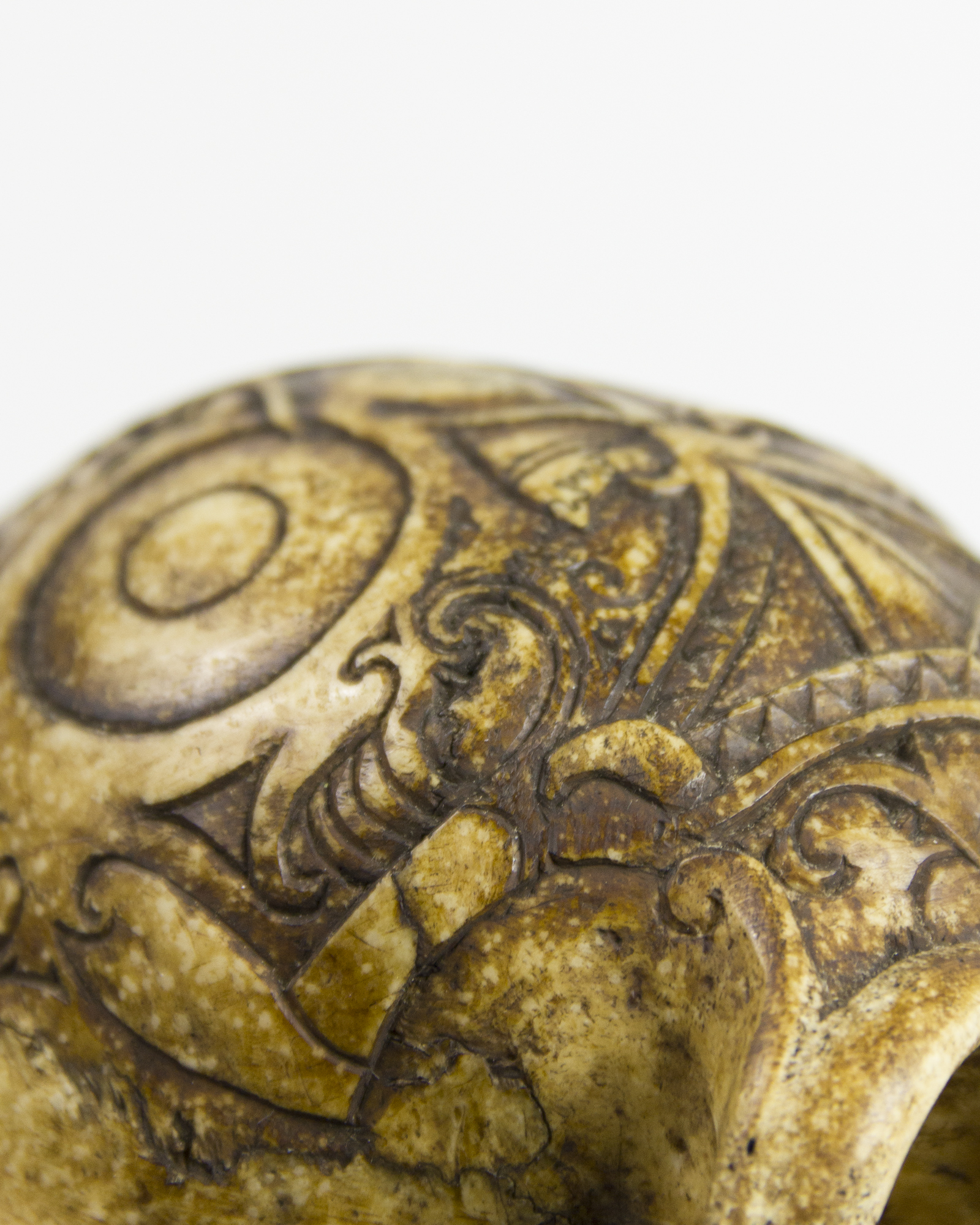 Taxidermy Orangutan Skull