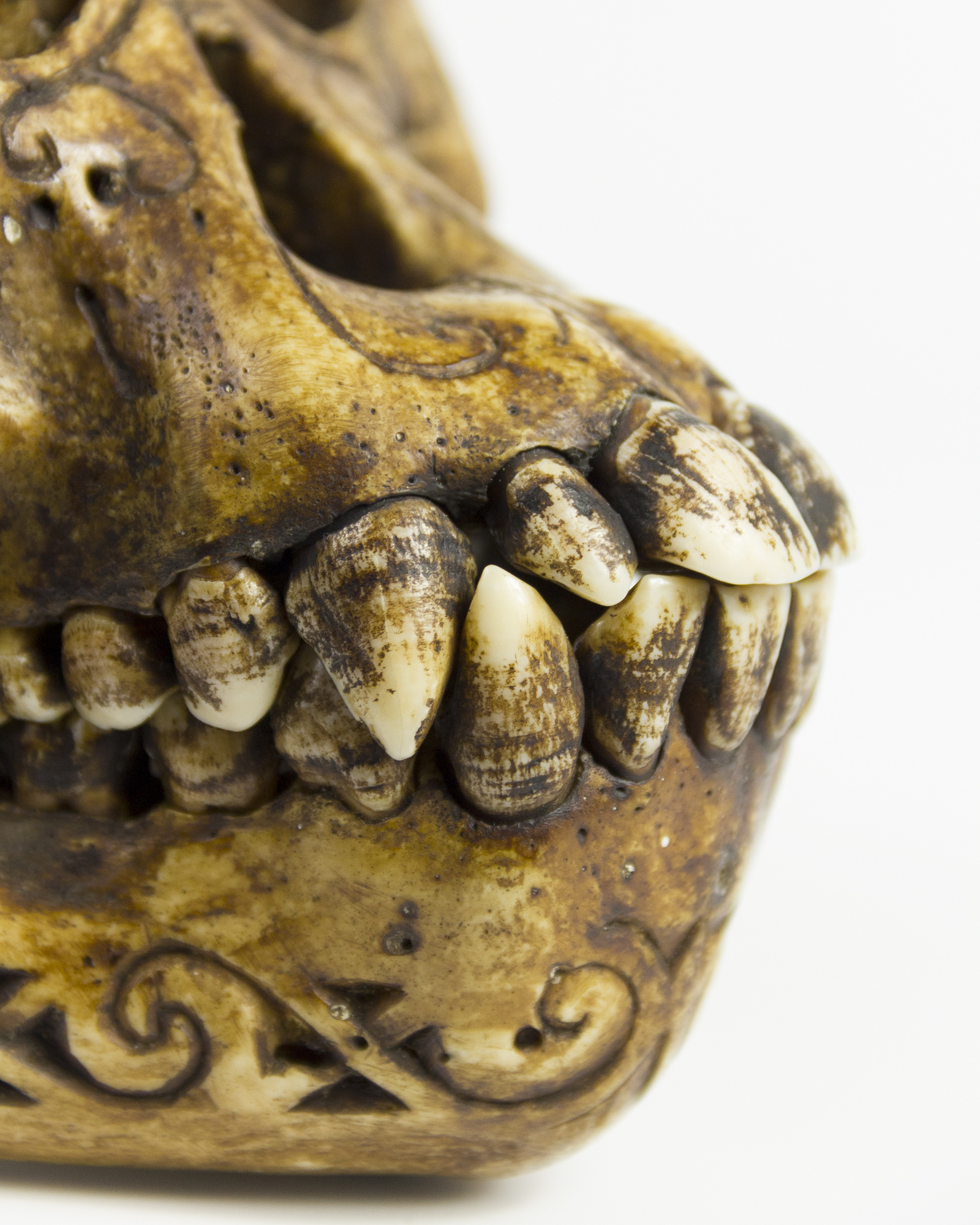 Taxidermy Orangutan Skull