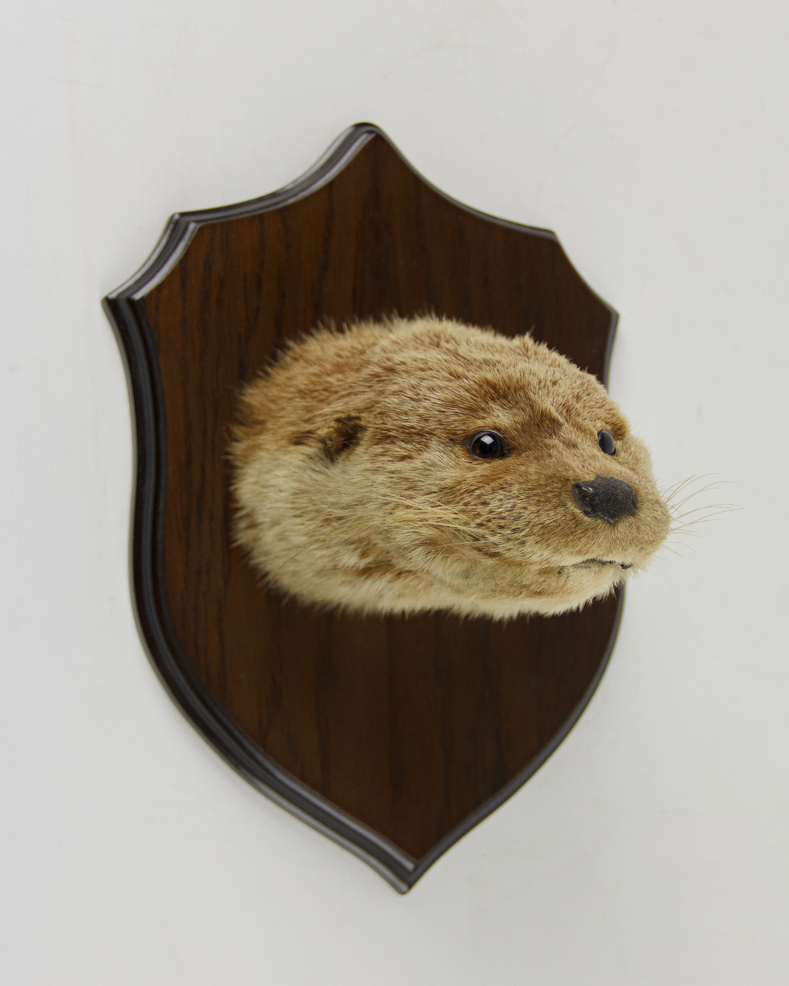 Taxidermy Otter Mask
