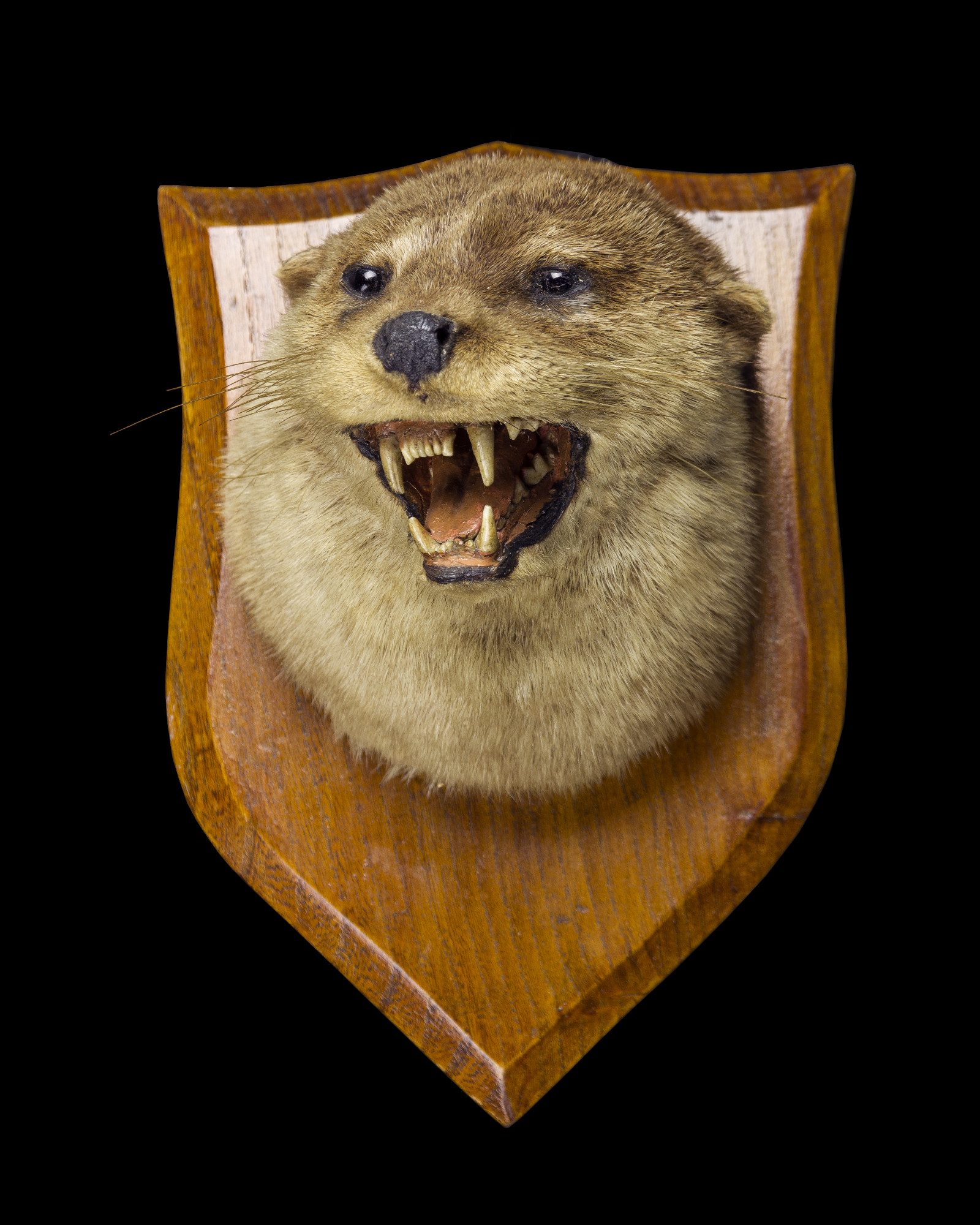 Taxidermy Otter mask