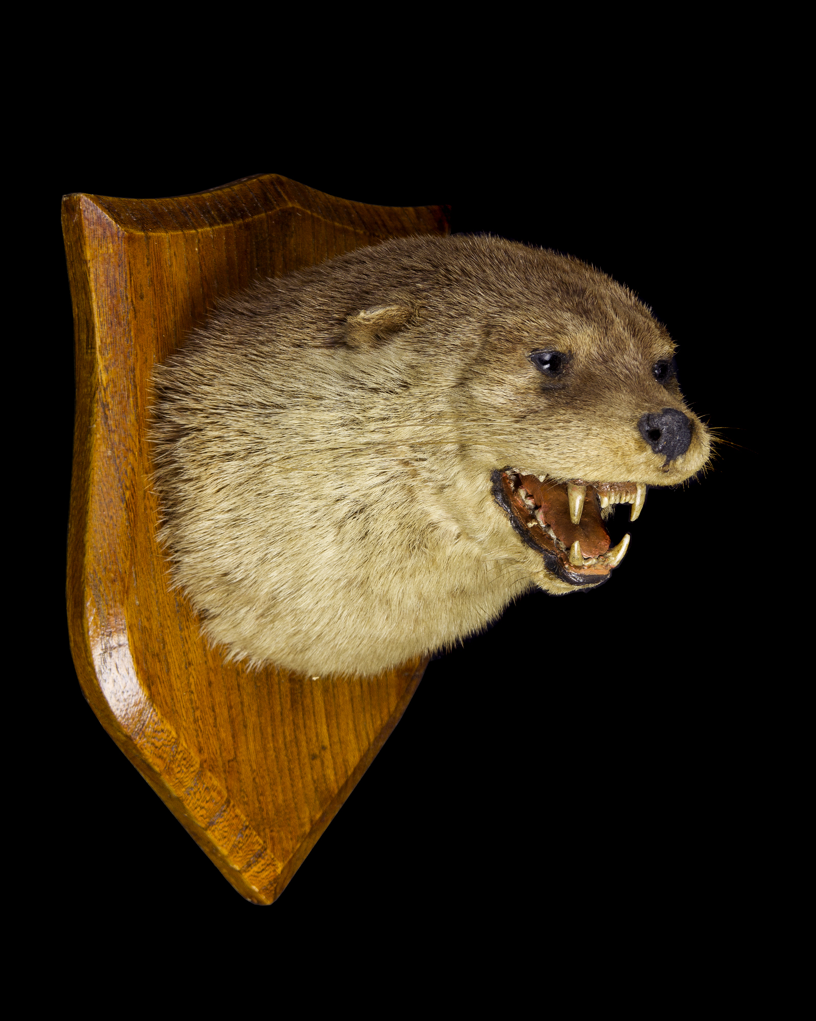 Taxidermy Otter mask