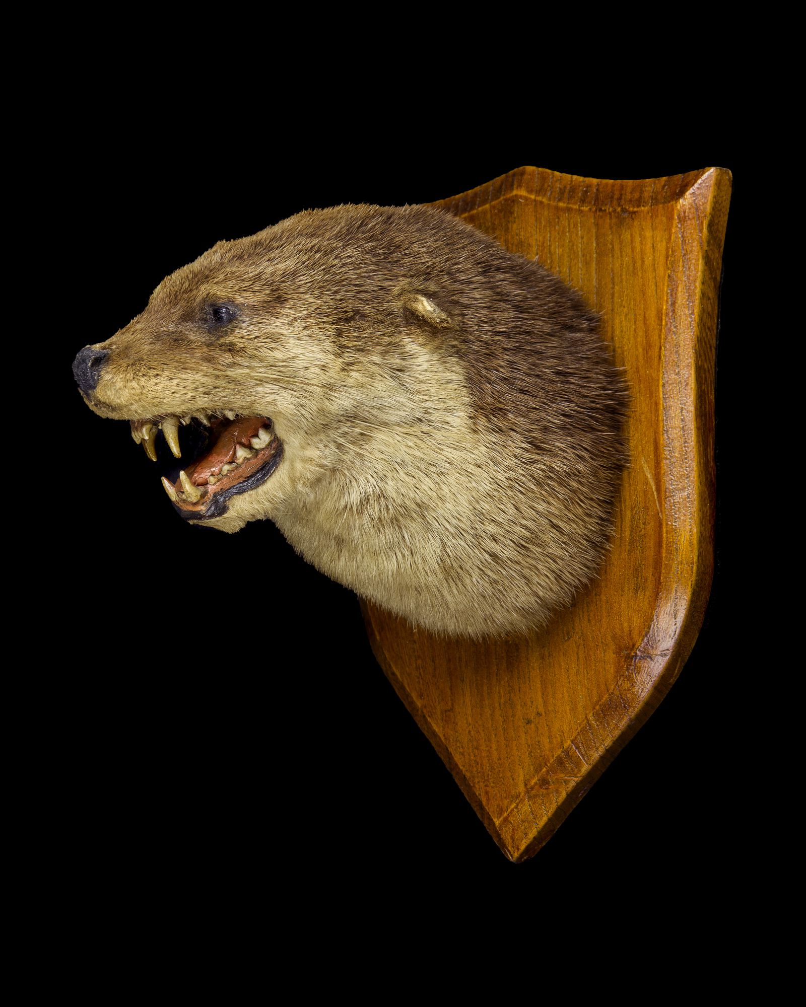 Taxidermy Otter mask