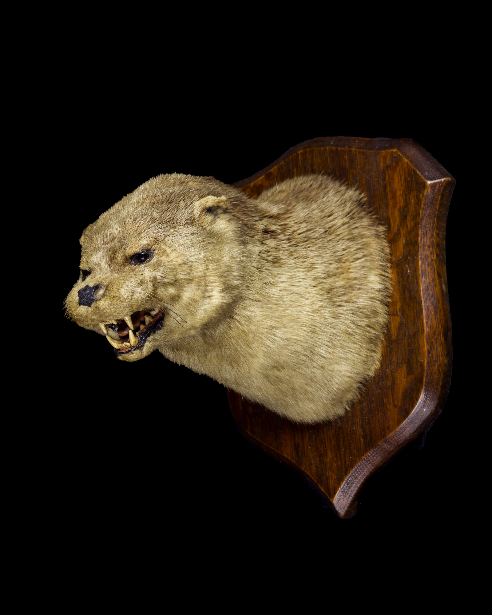 Taxidermy Otter mask