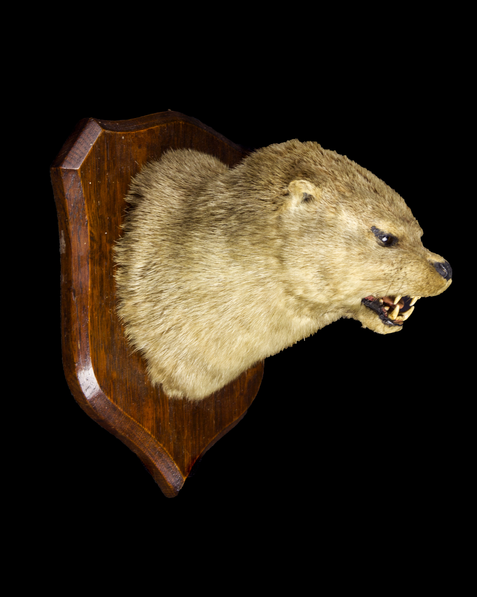 Taxidermy Otter mask