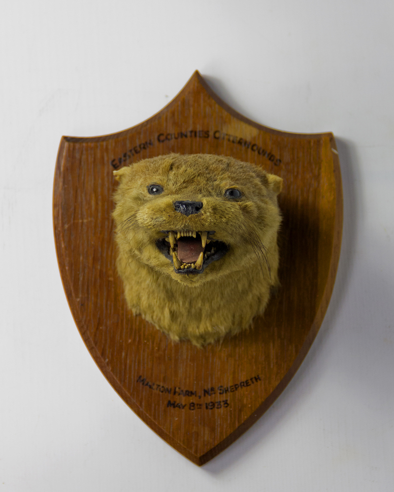 Taxidermy Otter Mask