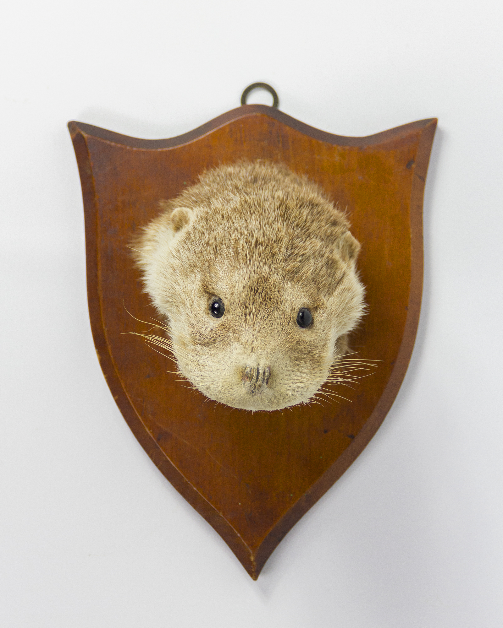 Taxidermy Otter Mask