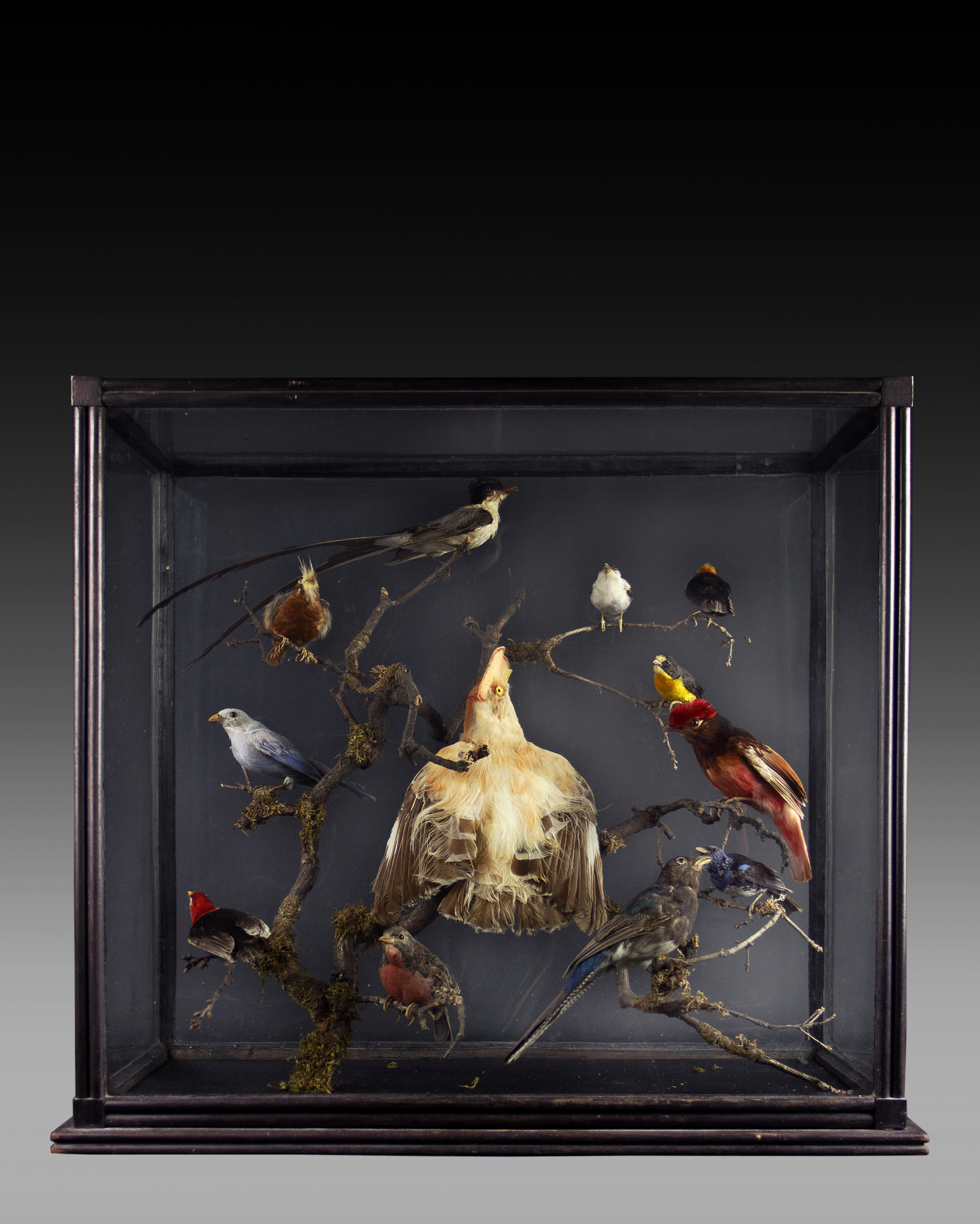 South American bird case