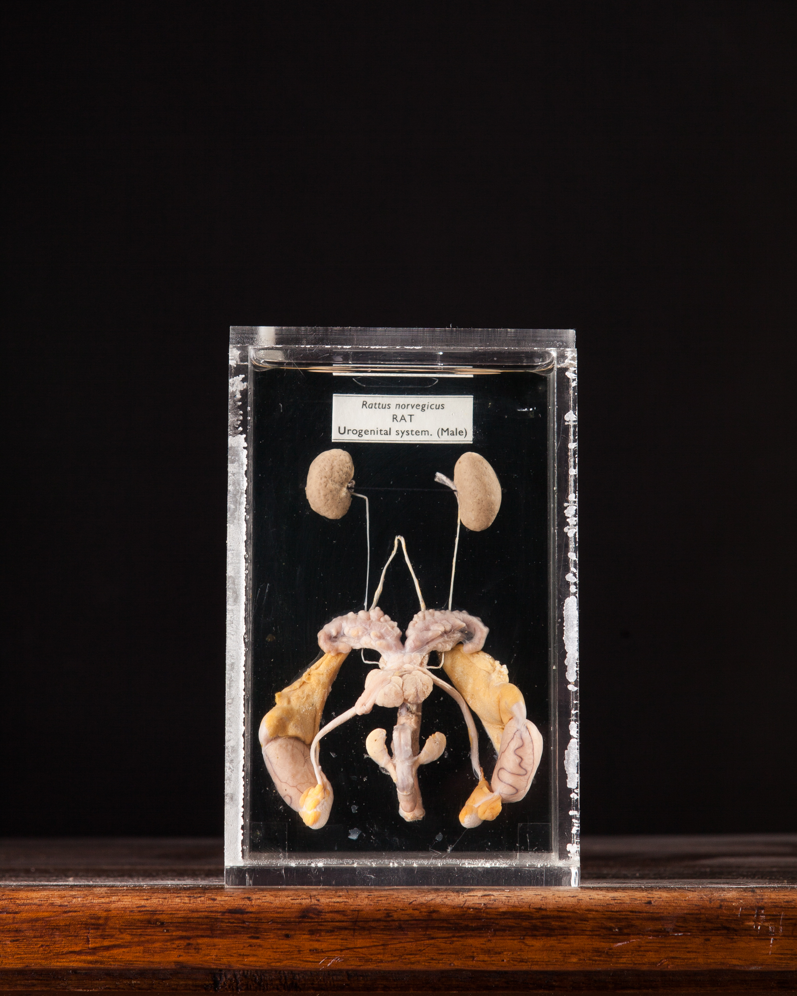 Rat Urogenital System & Rat Reproductive System