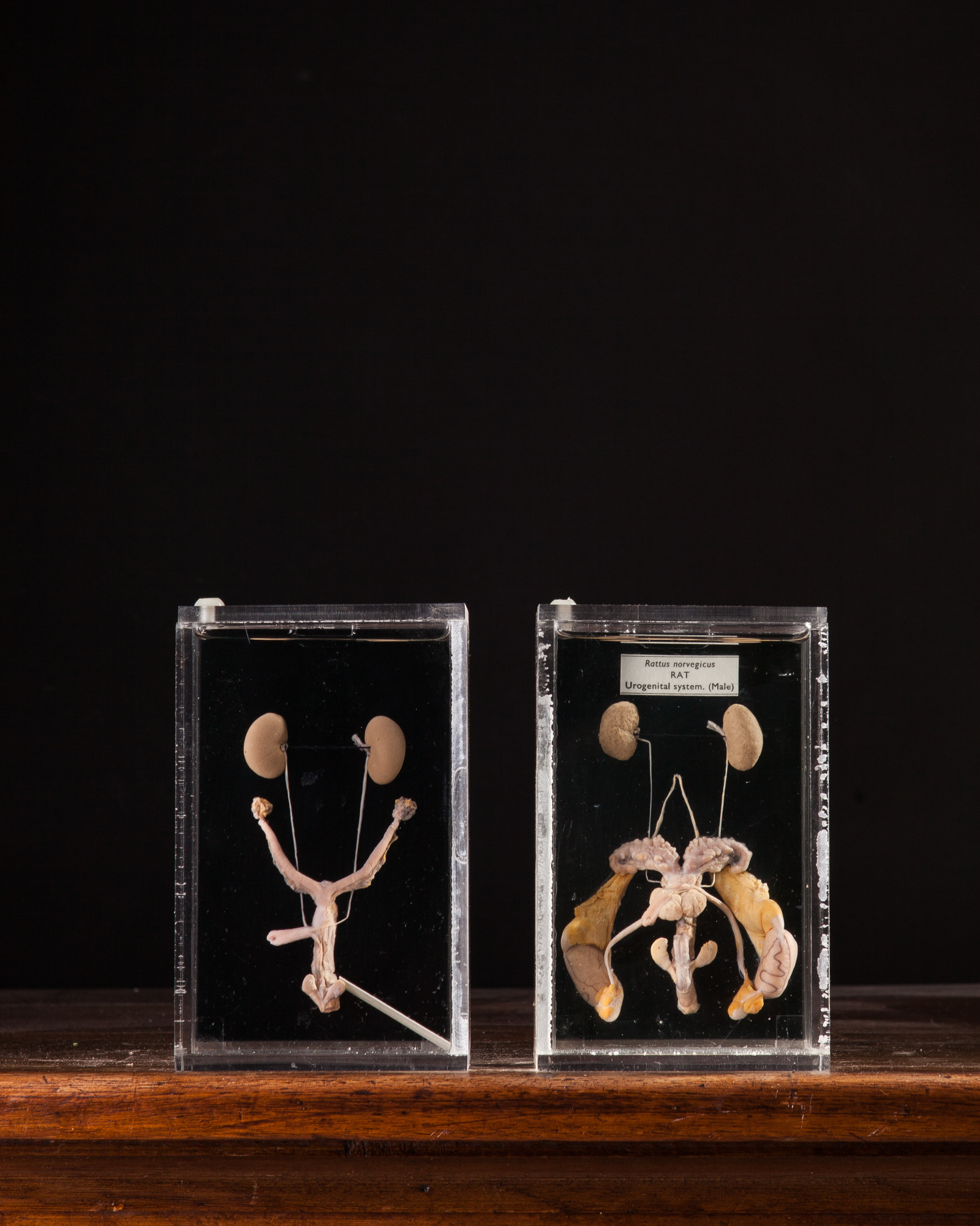 Rat Urogenital System & Rat Reproductive System