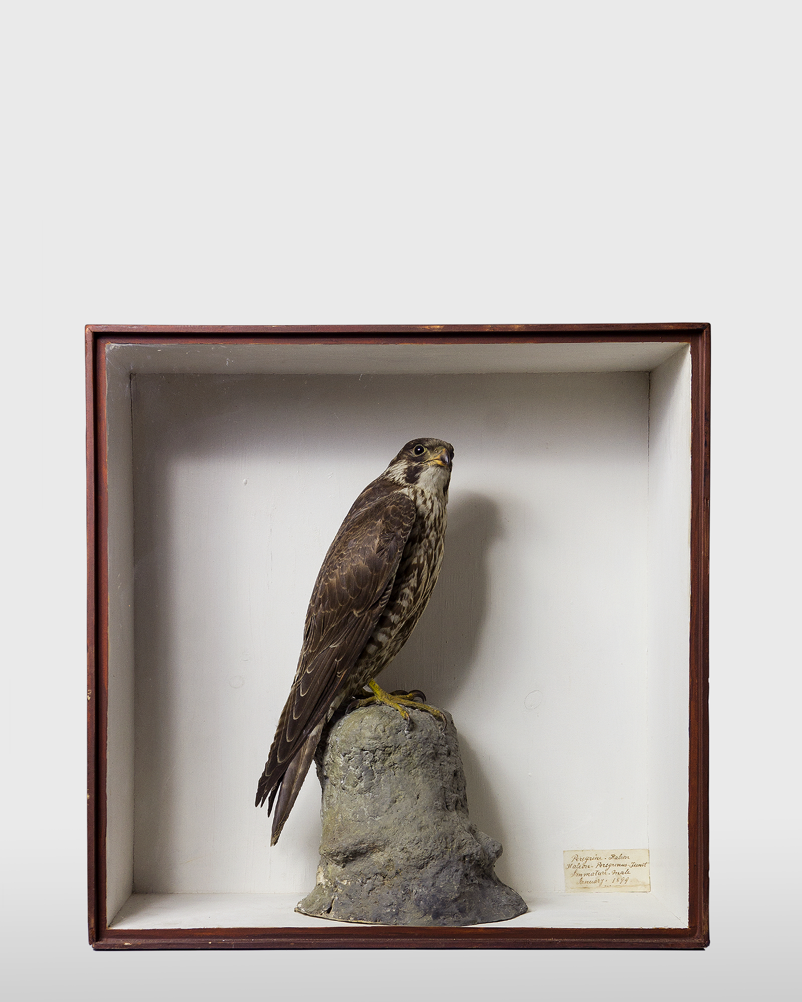 Taxidermy Peregrine falcon dated 1890