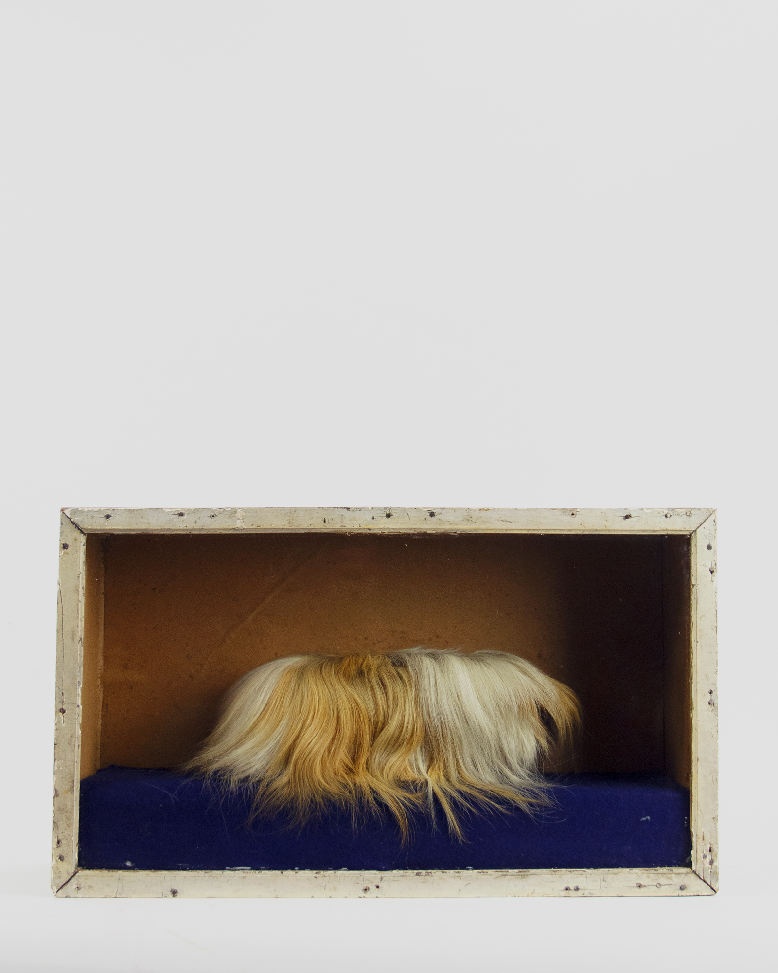 Taxidermy Peruvian Satin Guinea pig