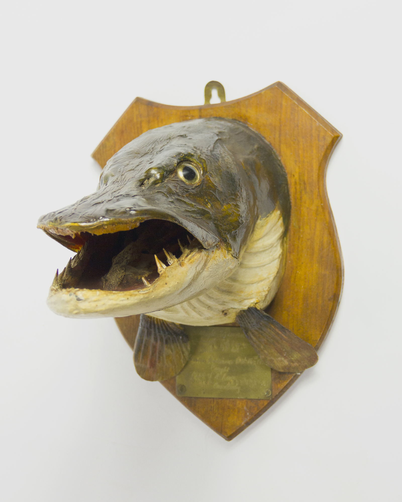 Taxidermy Pike head