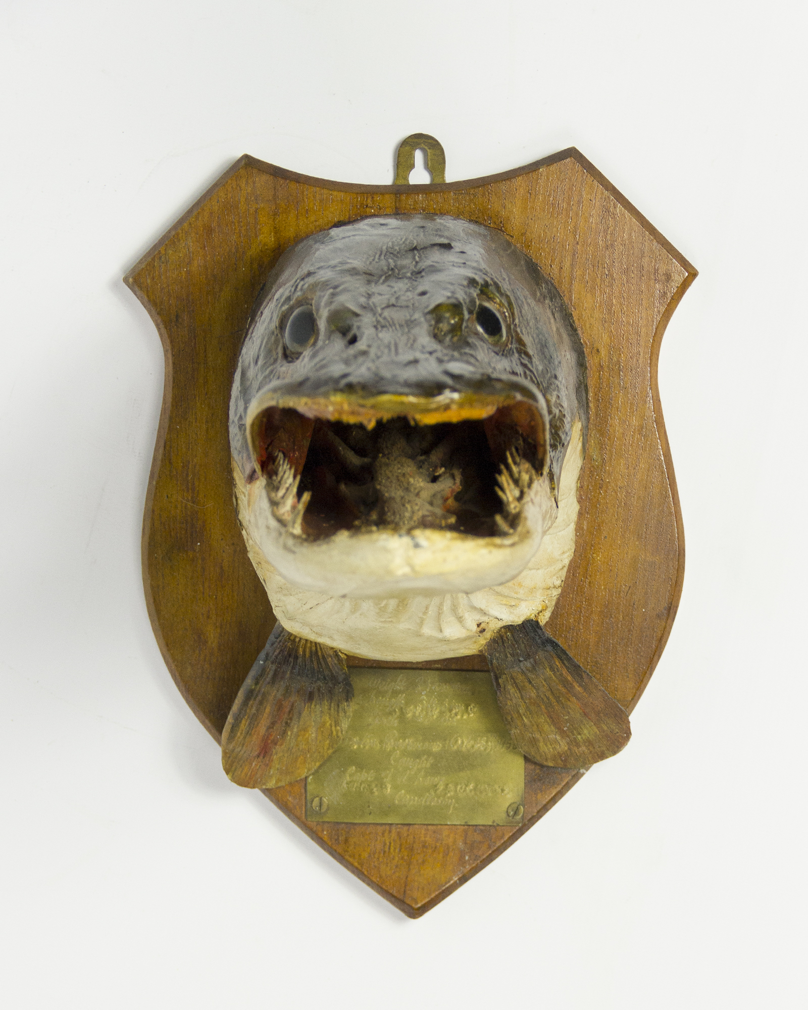 Taxidermy Pike head