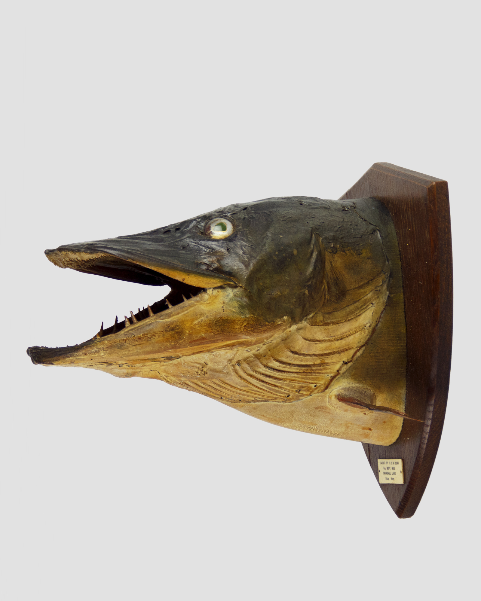 Taxidermy Pike Head