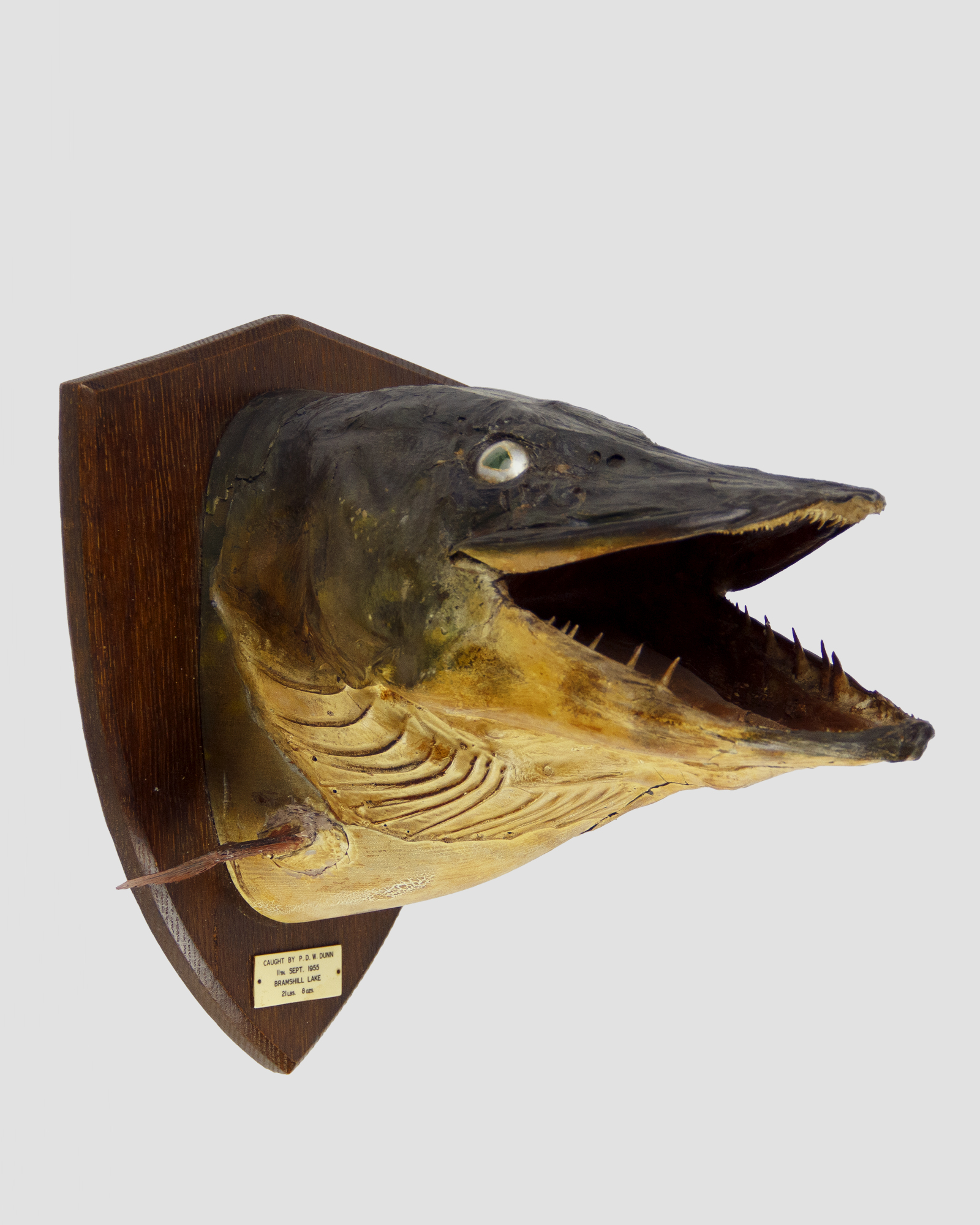Taxidermy Pike Head