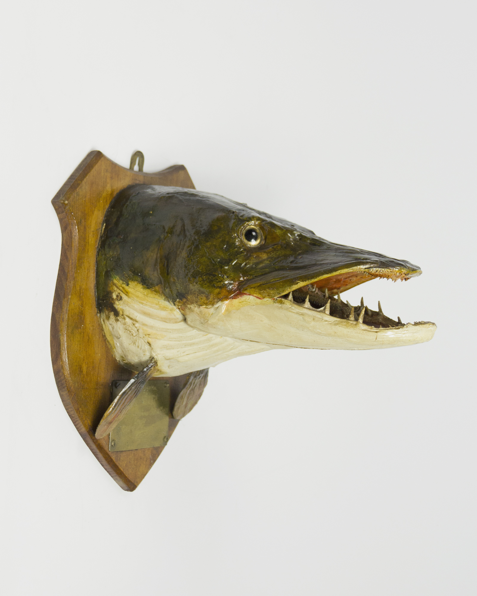 Taxidermy Pike head