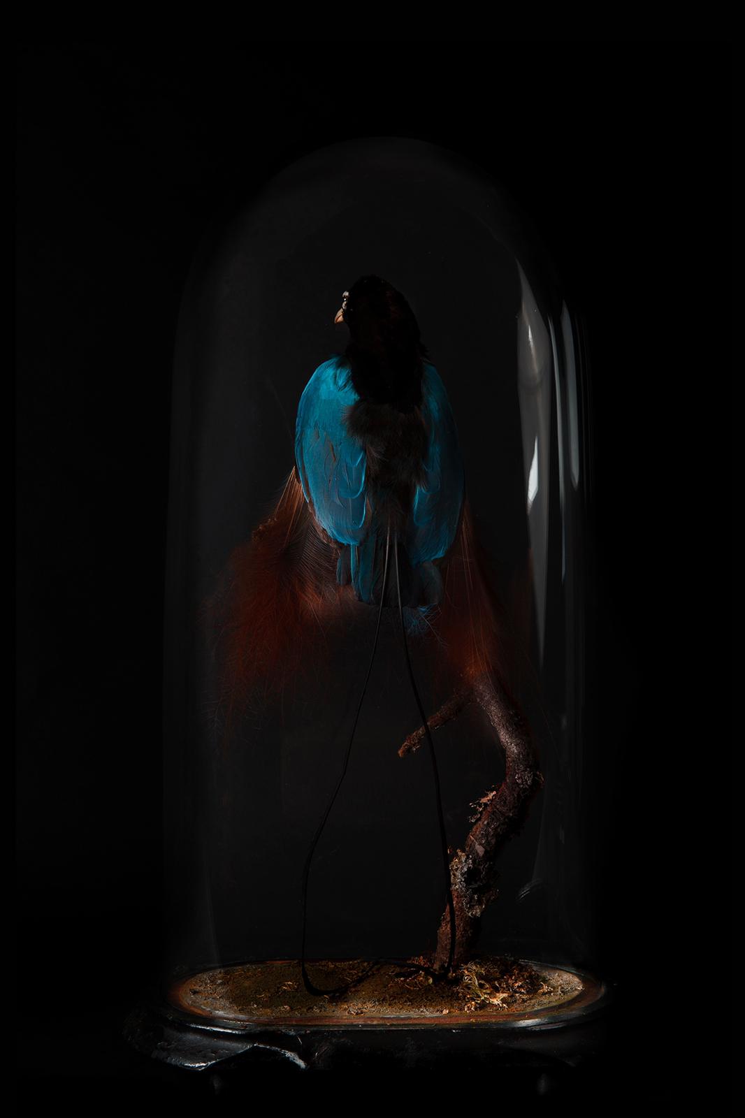 Taxidermy Prince Rudolphs Blue Bird Of Paradise