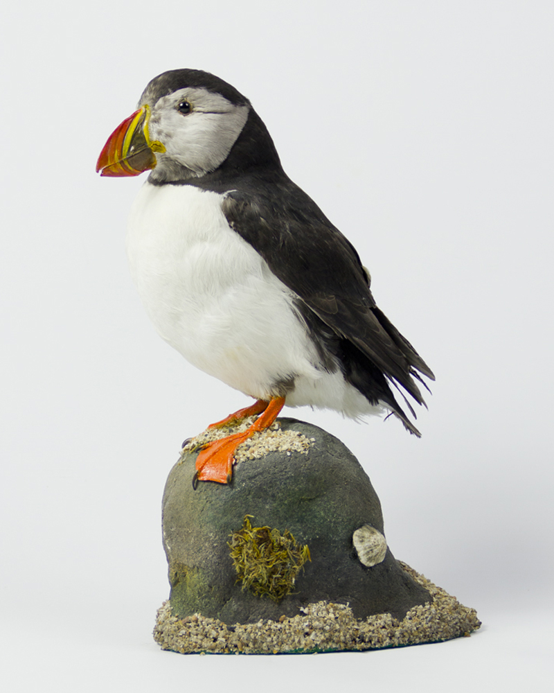 Taxidermy Puffin