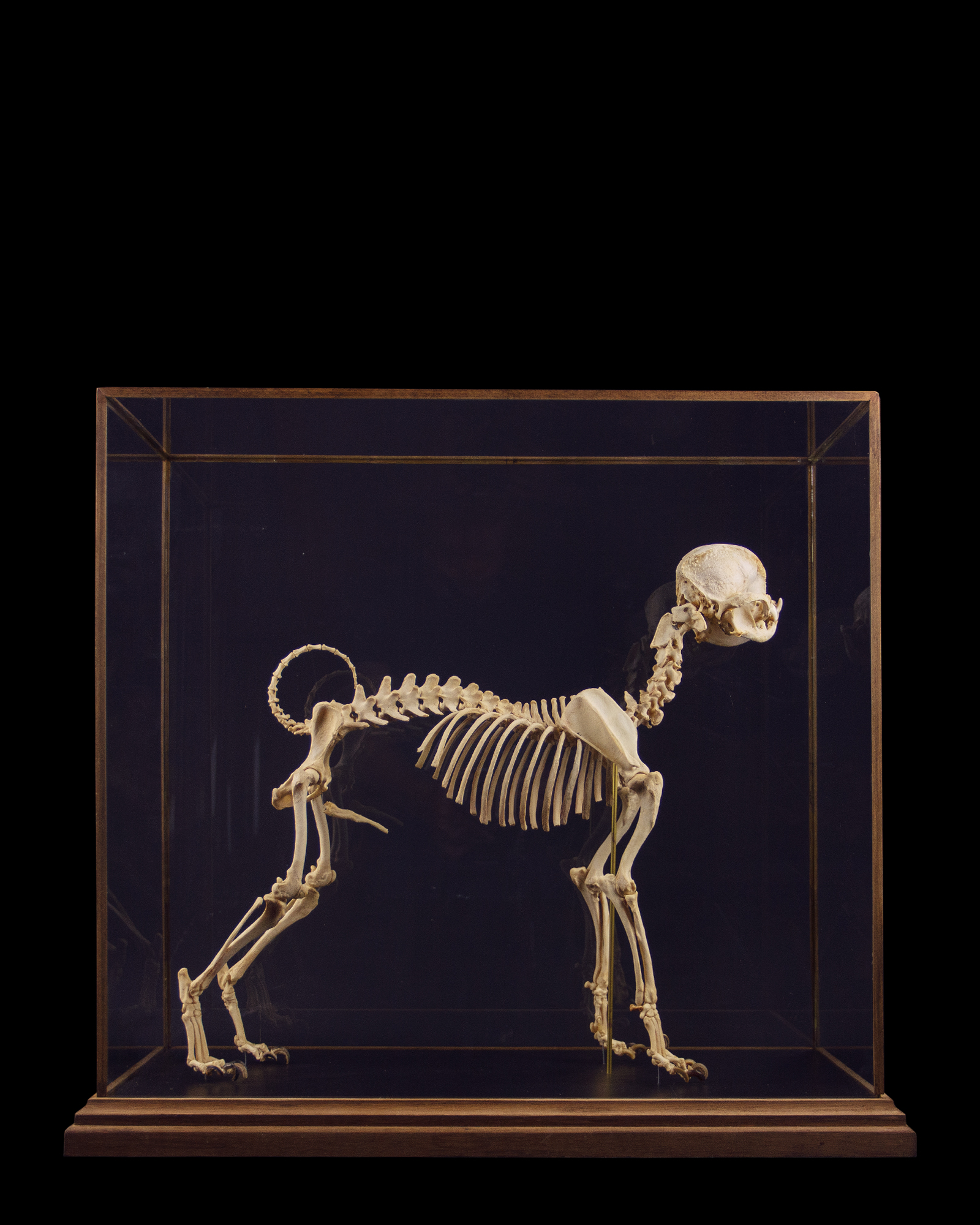 Pug Skeleton