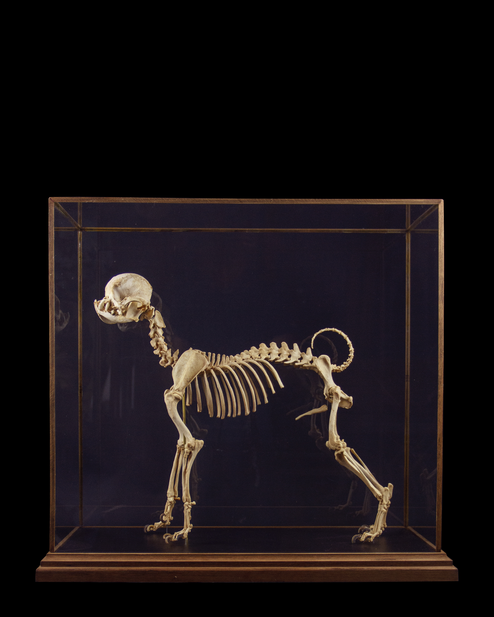 Pug Skeleton