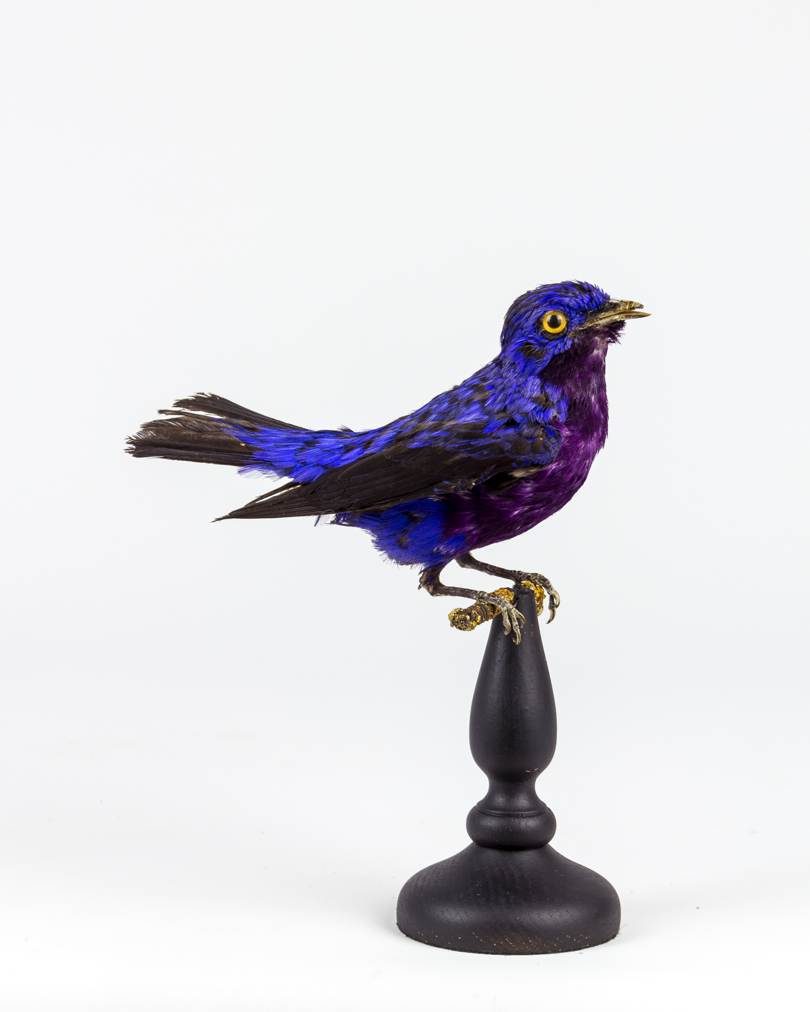 Taxidermy Purple-breasted Cotinga