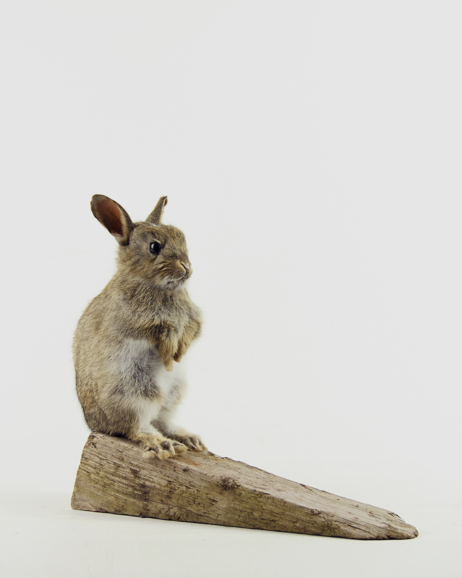 Taxidermy Rabbit door stop