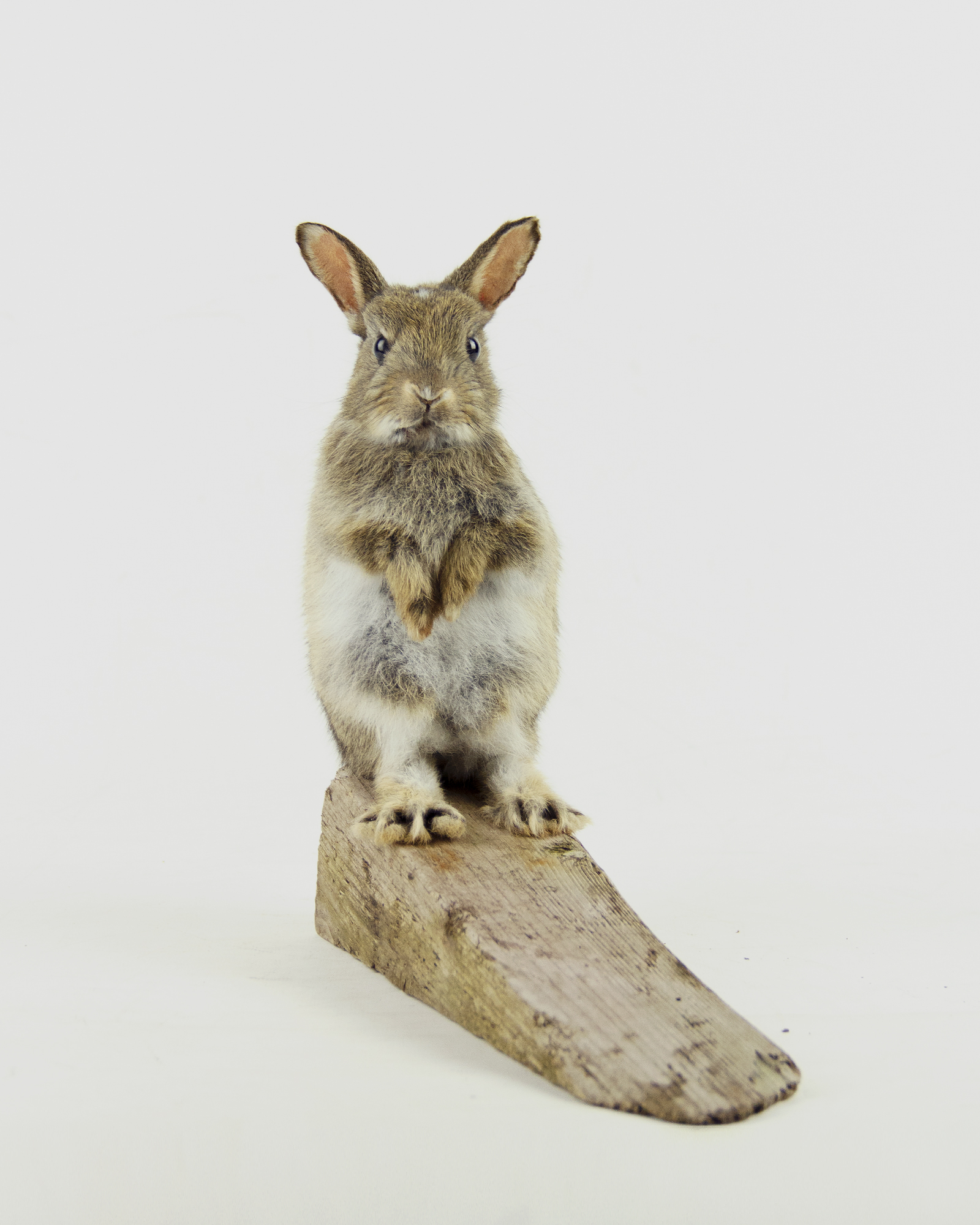 Taxidermy Rabbit door stop