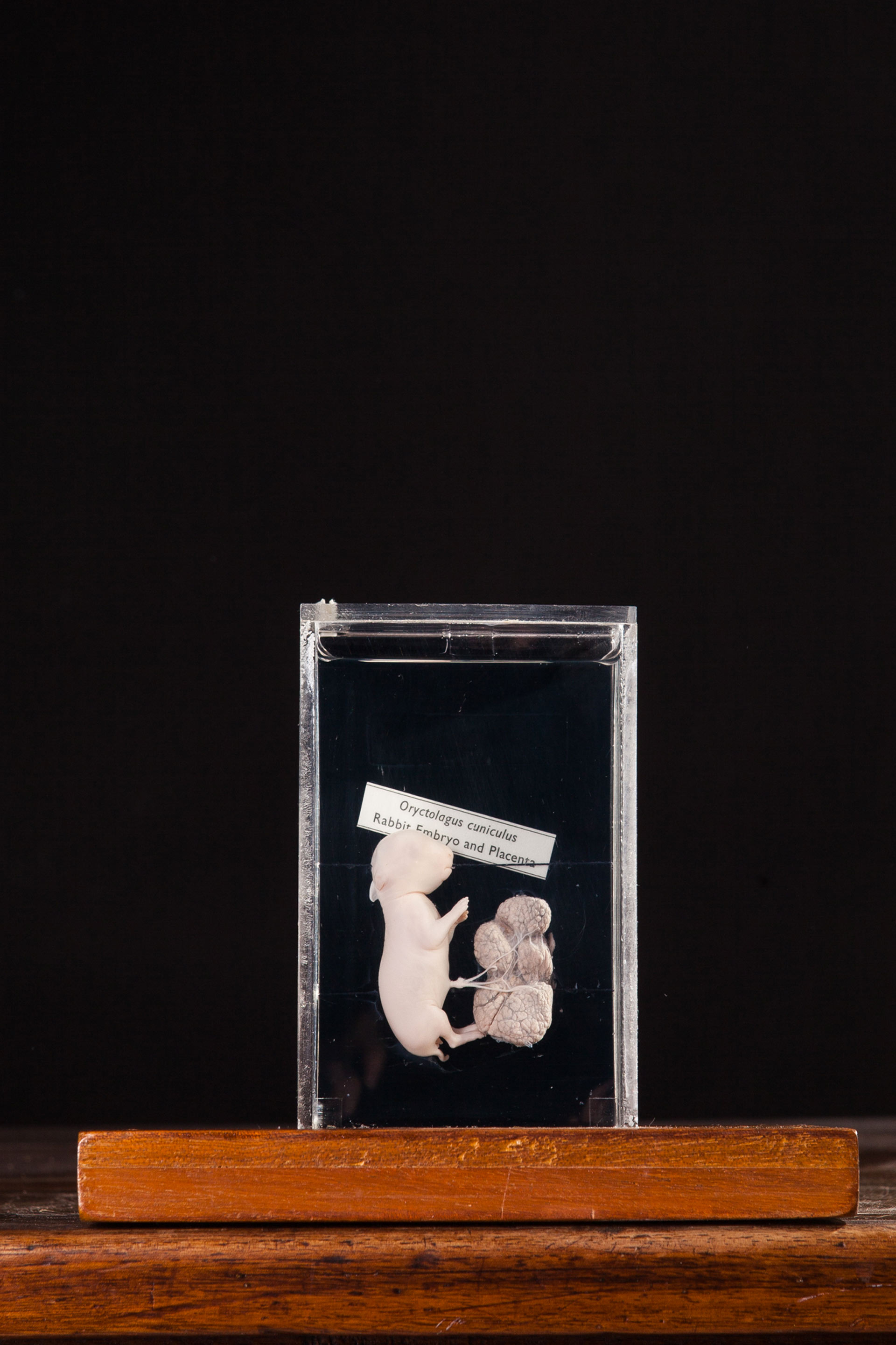 Rabbit Foetus and Placenta