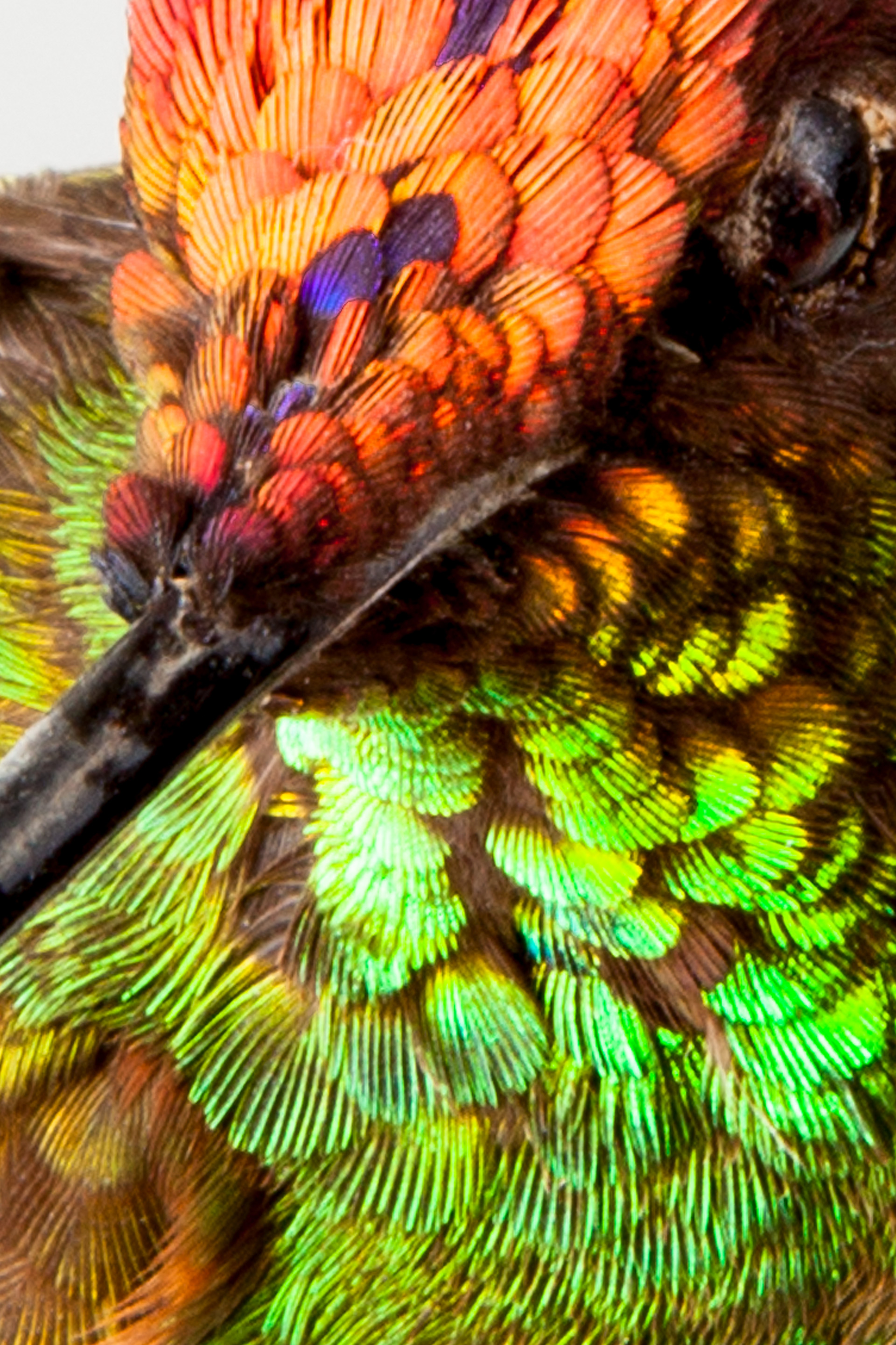 Taxidermy Rainbow starfrontlet
