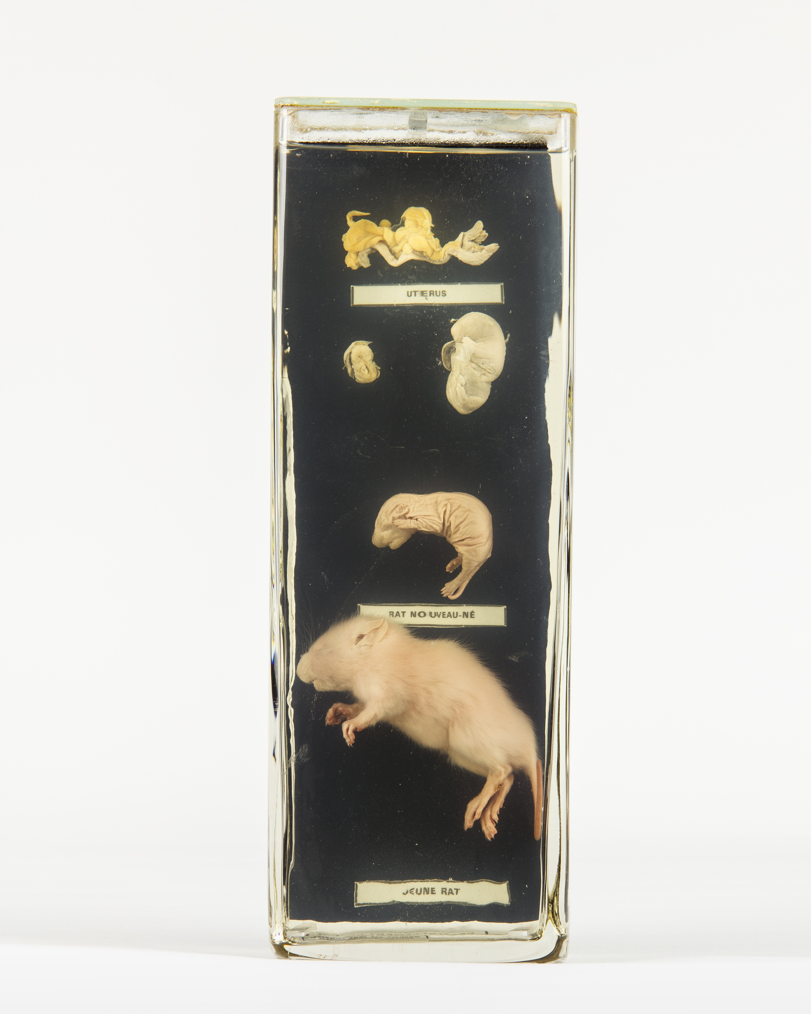 Rat Development Study