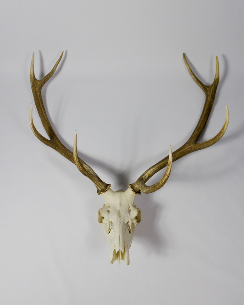 Red Deer Antlers
