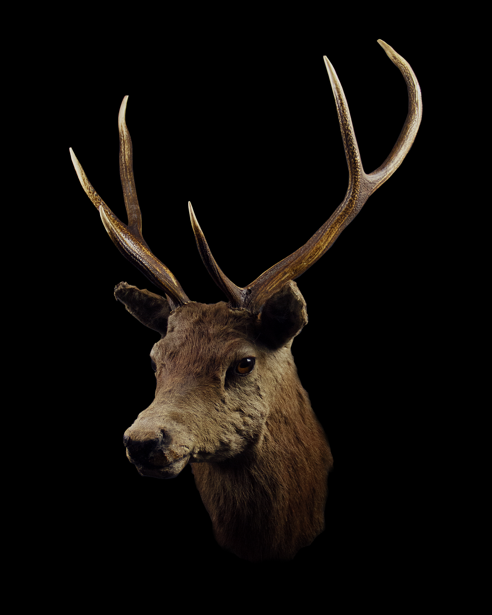 Taxidermy Red Deer Stag