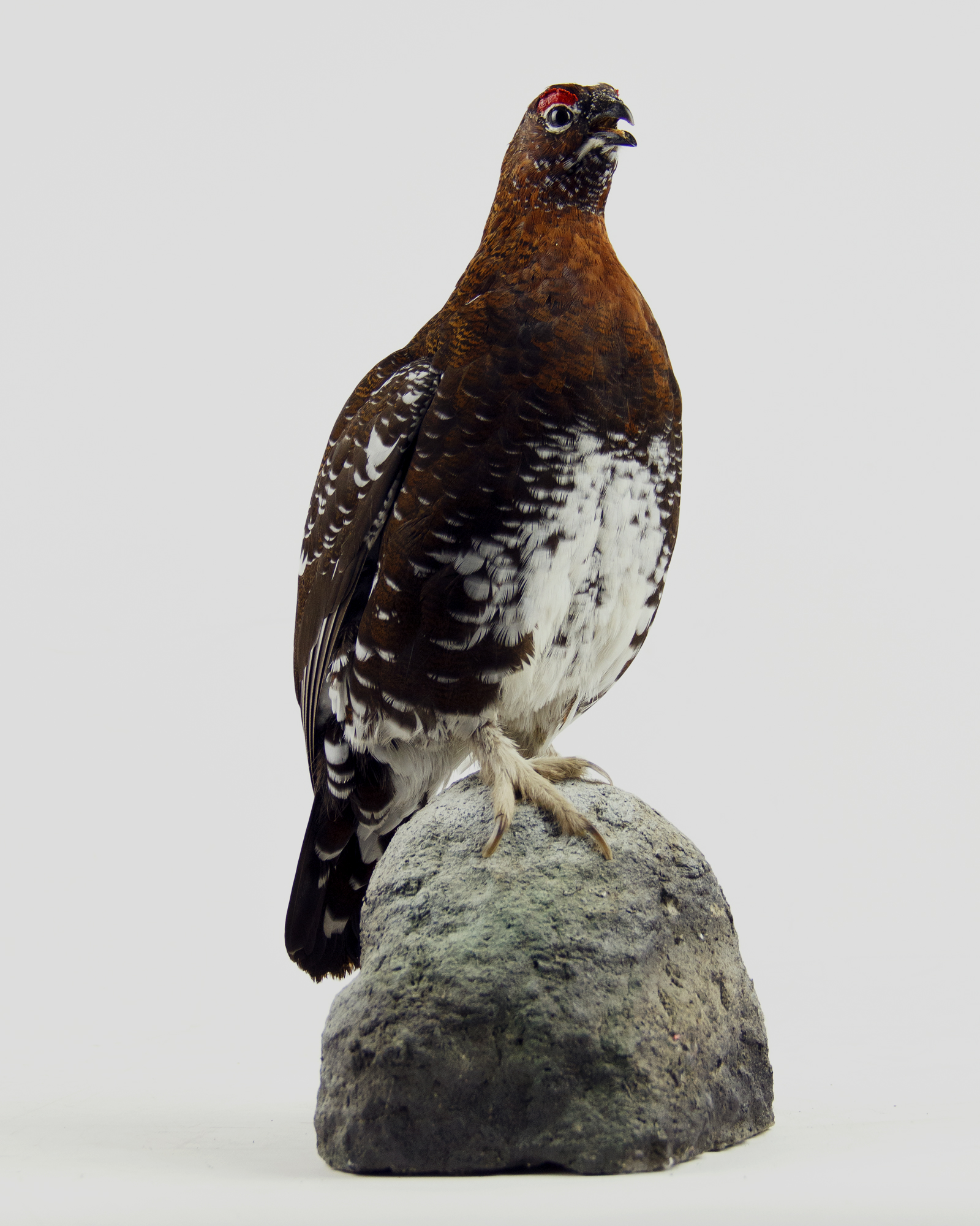 Taxidermy Red Grouse