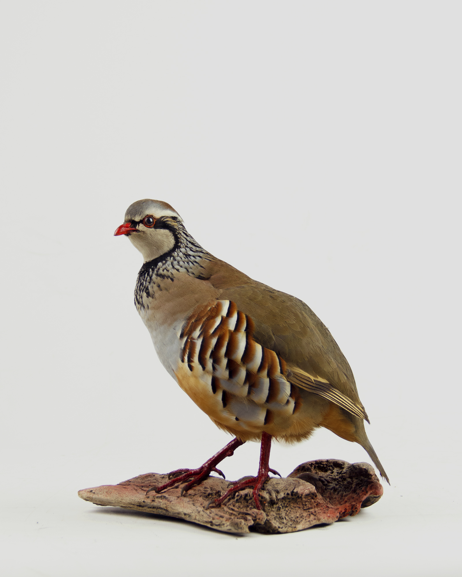 Taxidermy Red-legged Partridge