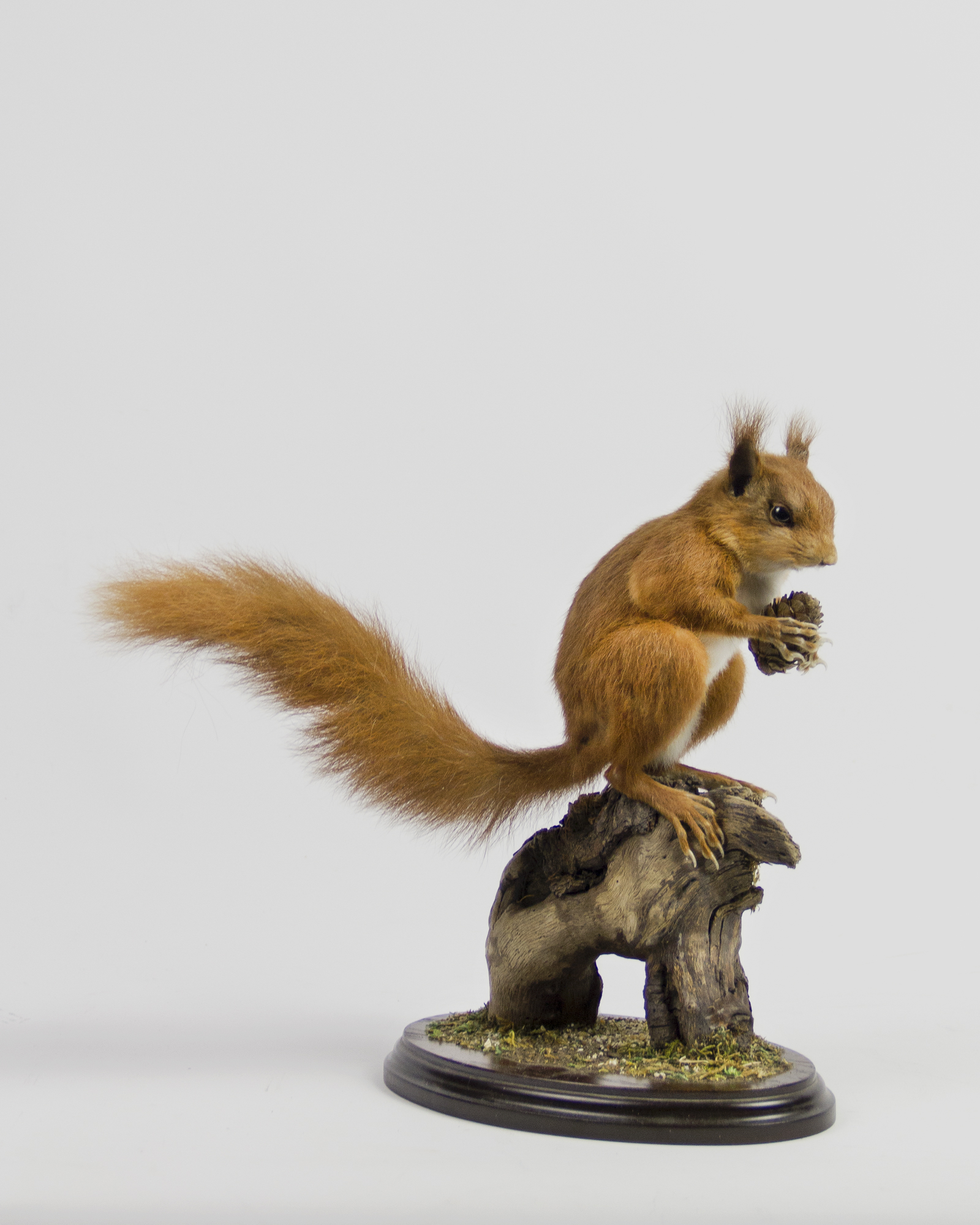 Taxidermy Red Squirrel