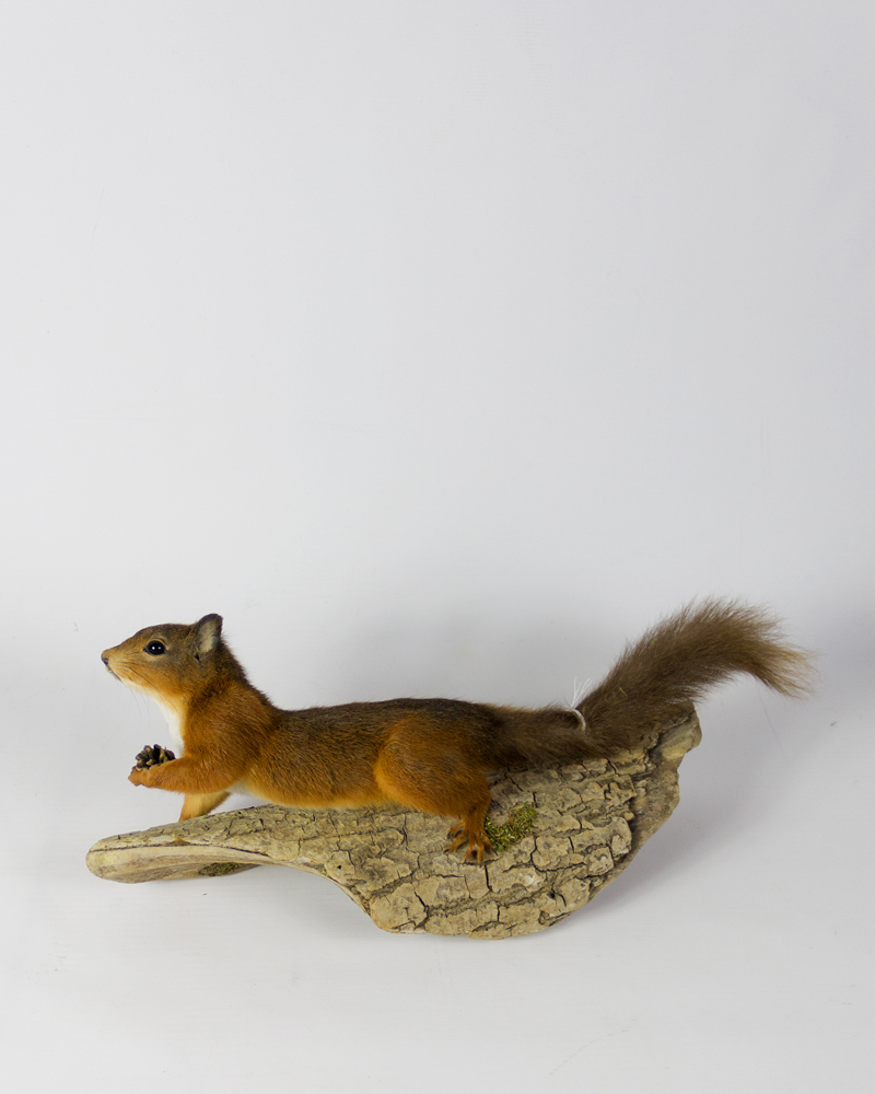 Taxidermy Red Squirrel