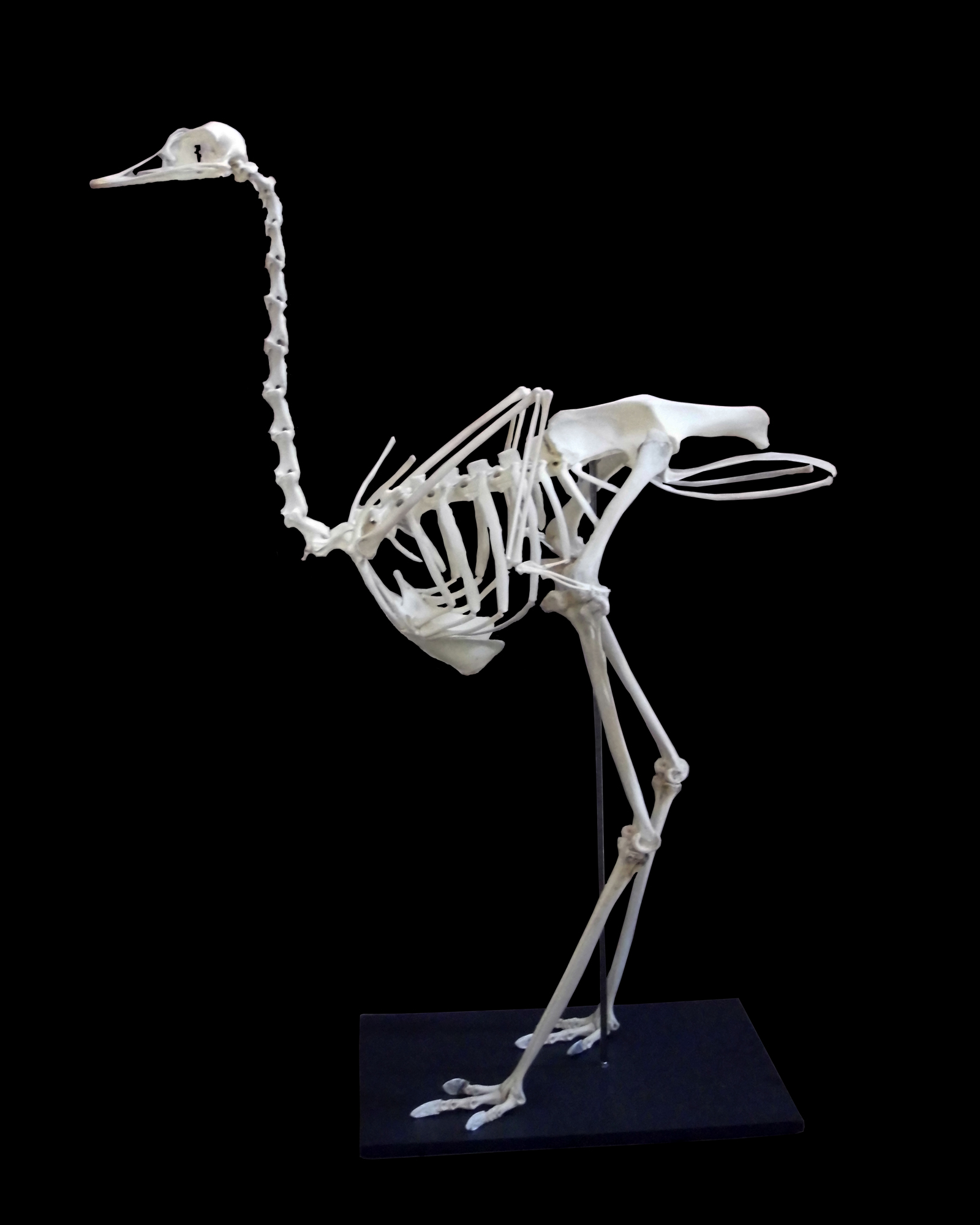 Taxidermy Greater Rhea Skeleton