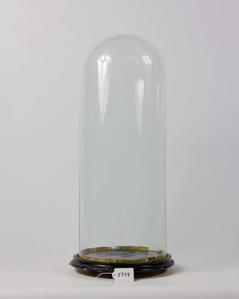 Taxidermy Round Glass Dome