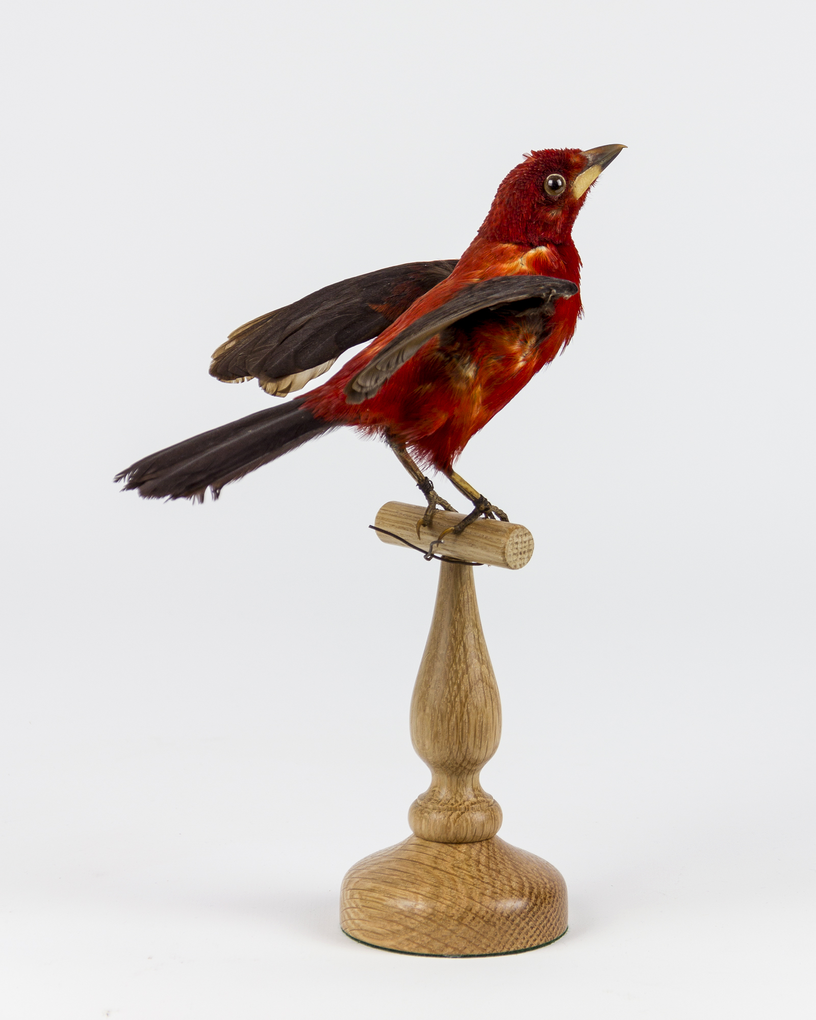 Taxidermy Scarlet Tanager
