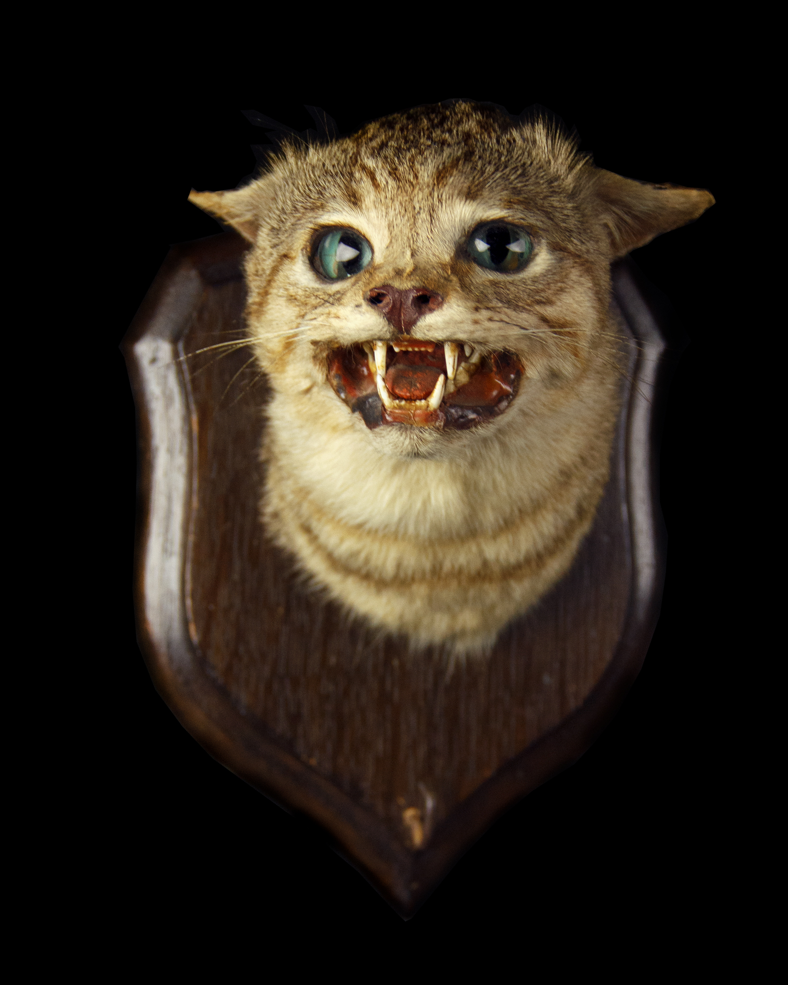Taxidermy Scottish Wildcat Mask