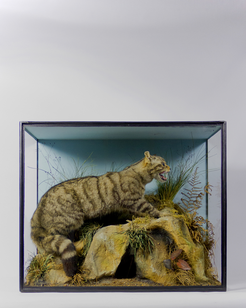 Taxidermy Scottish Wildcat