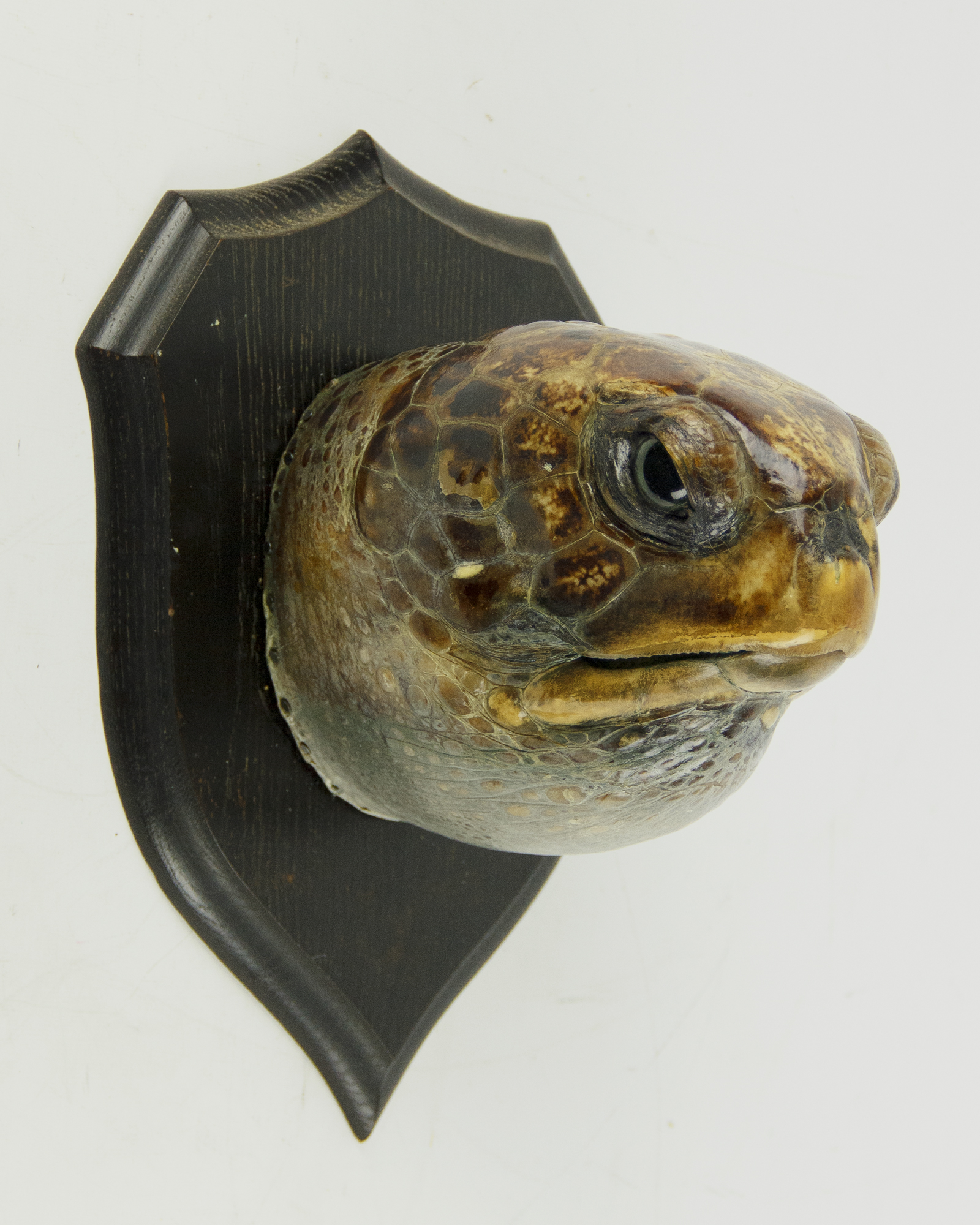 Taxidermy Sea Turtle Head