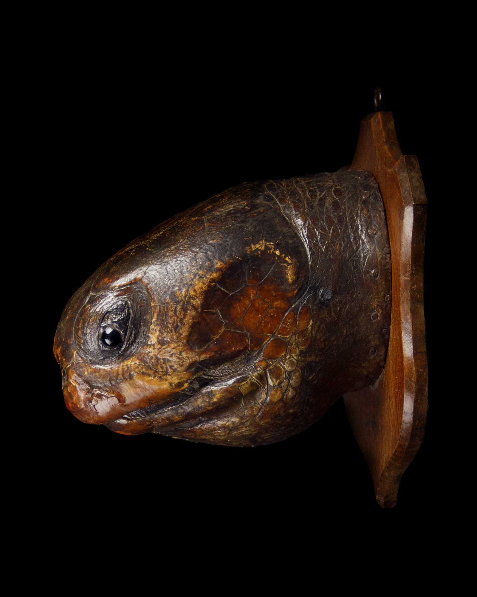 Taxidermy Sea Turtle Head