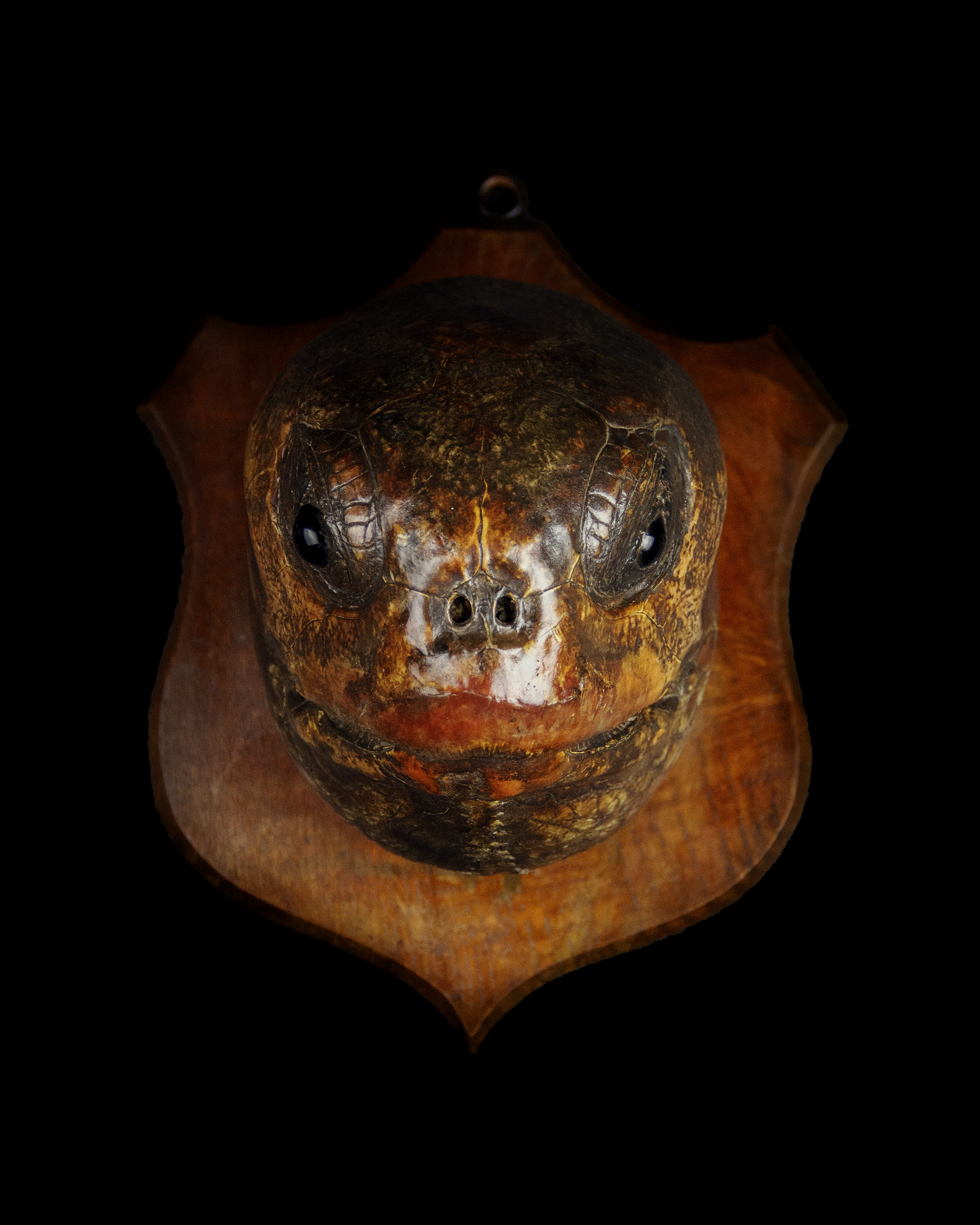 Taxidermy Sea Turtle Head