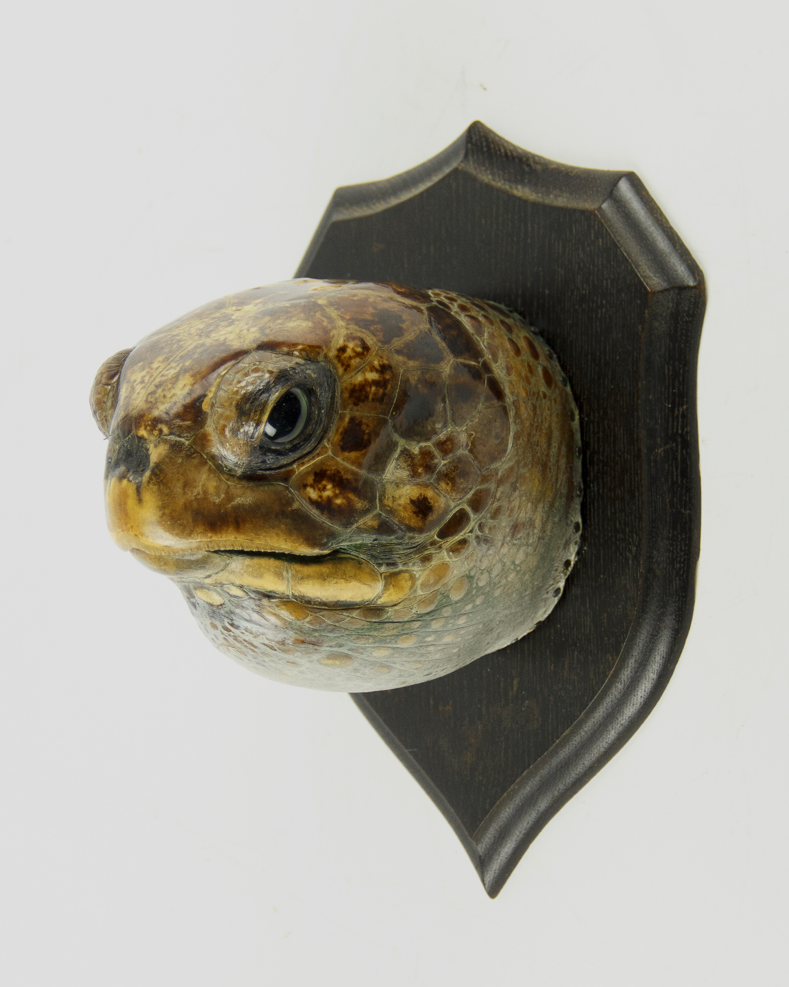 Taxidermy Sea Turtle Head