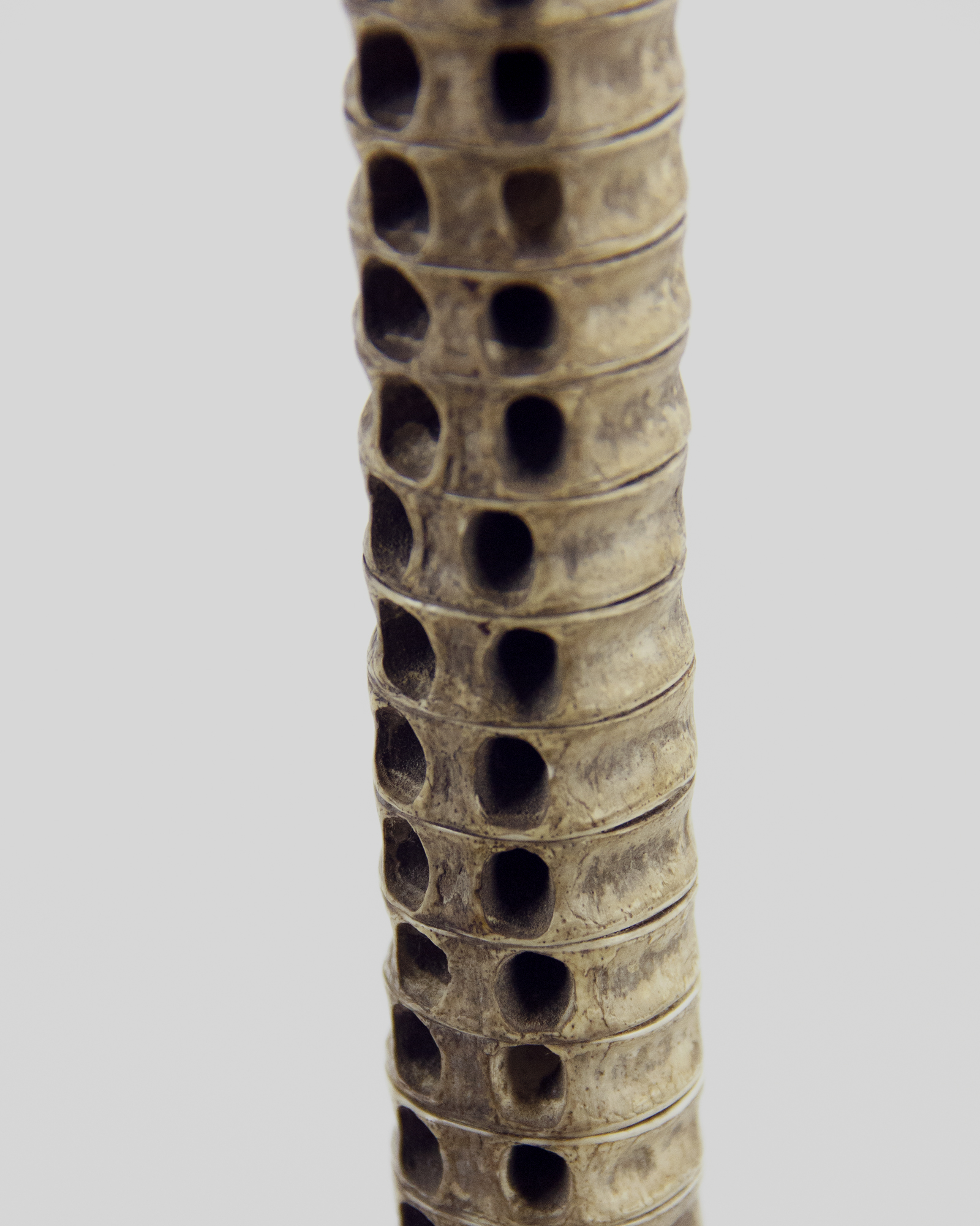 Shark Vertebrae Cane