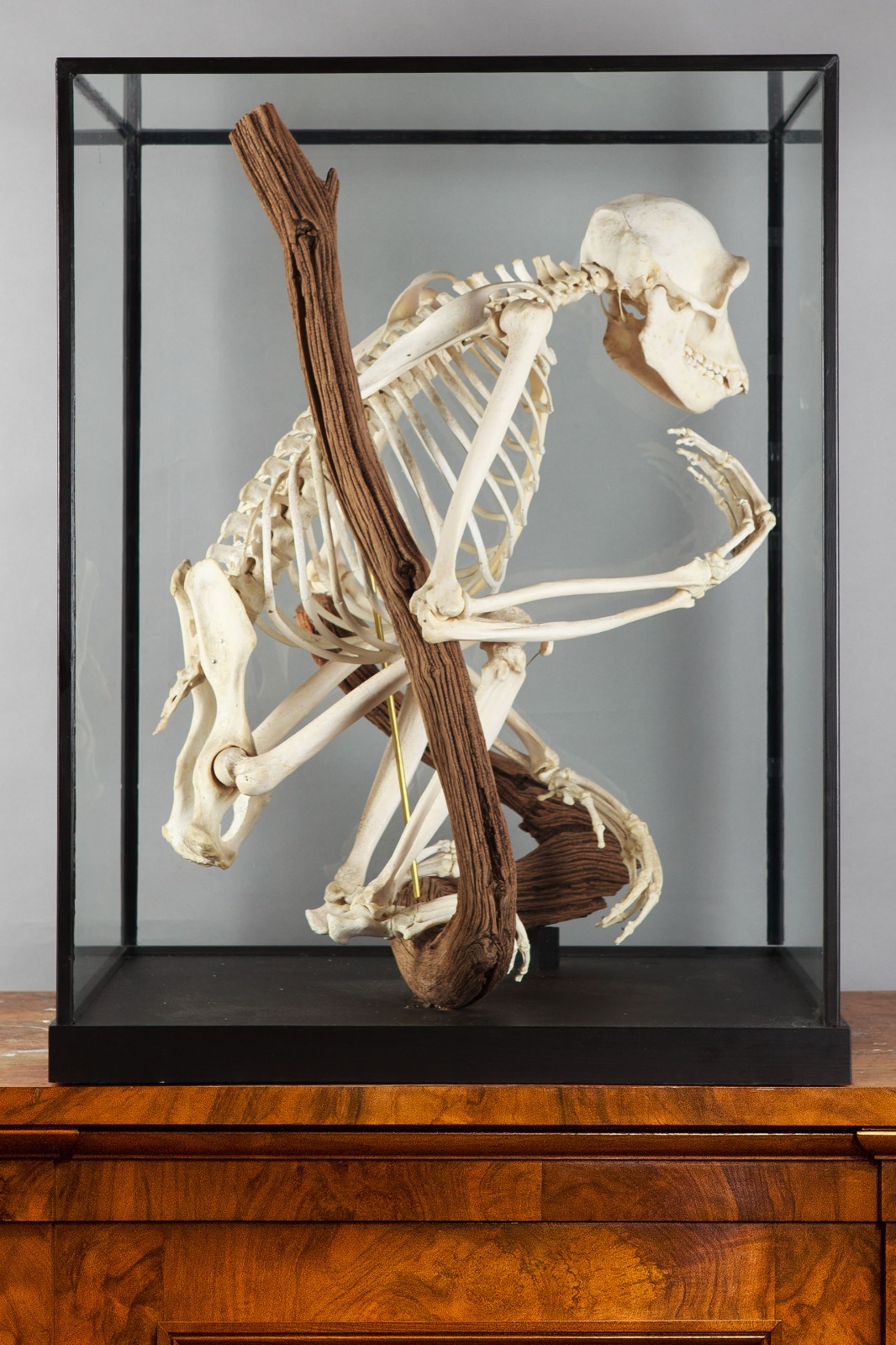 Taxidermy Skeleton Of A Chimpanzee